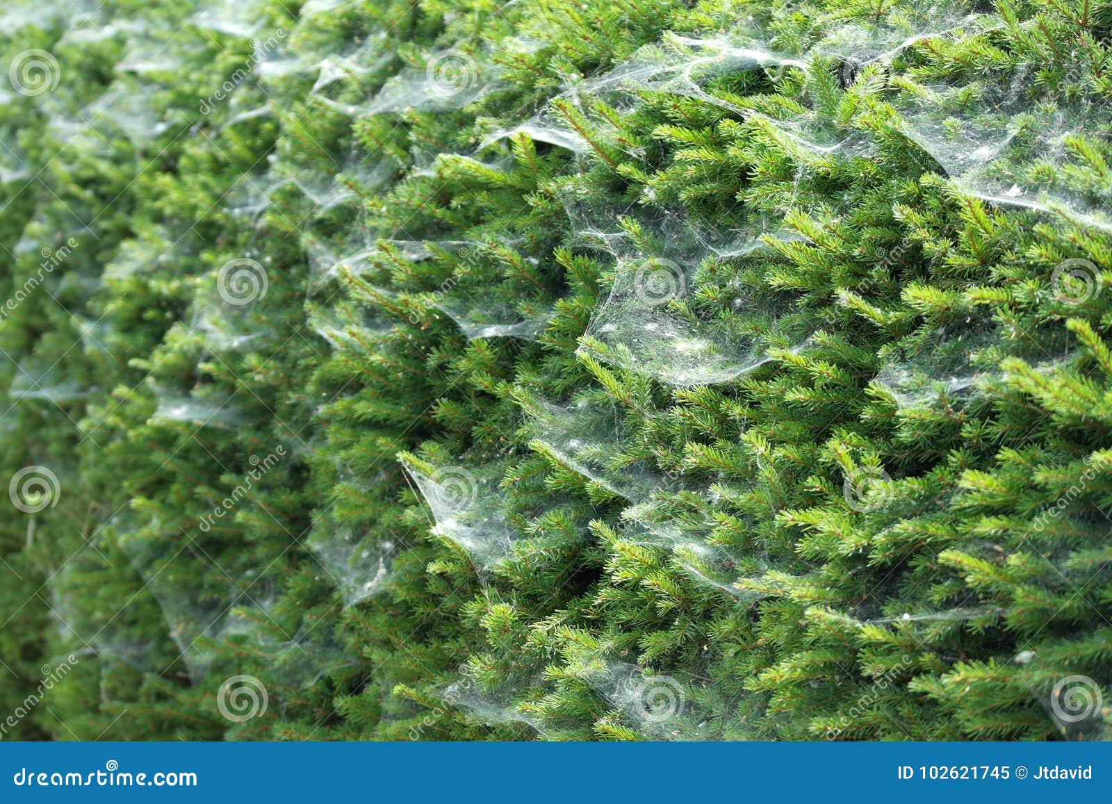 Colourful Green Hedge with Much Cobweb Stock Image - Image of cobweb ...