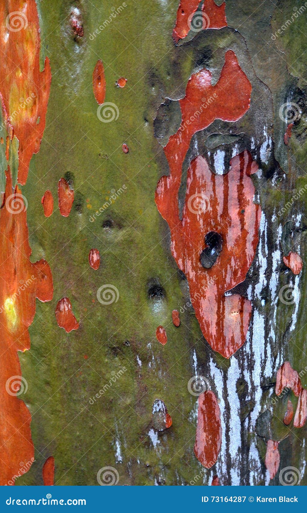 Colourful gum tree bark stock image. Image of rainbow - 73164287