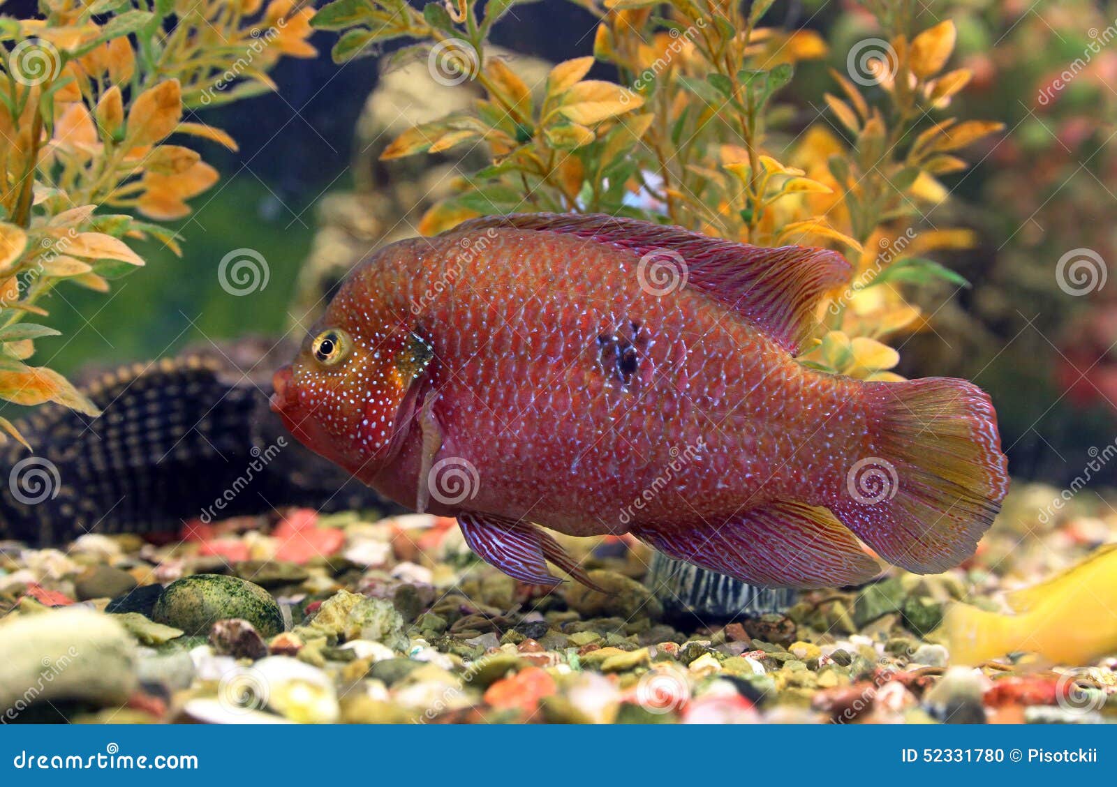 Colourful Hemichromis Bimaculatus Stock Photo - Image of jewel ...