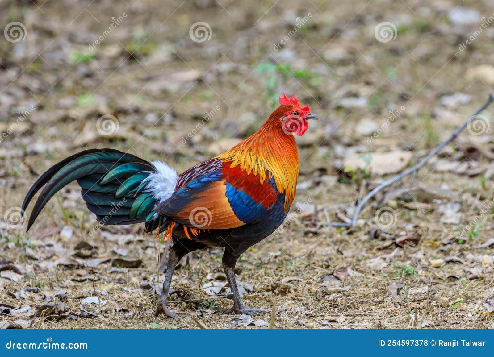 Colorful Indian Red Junglefowl Rooster Stock Photo - Image of color ...