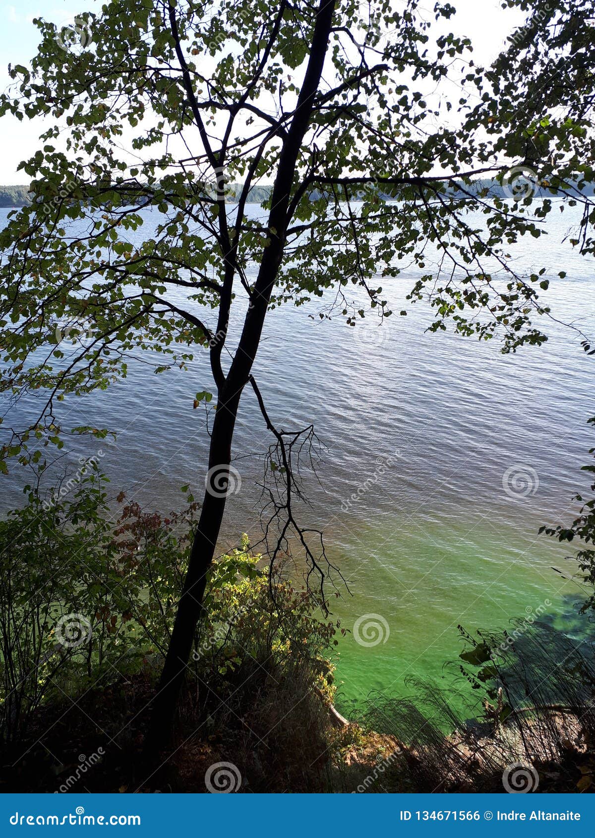 Colourful Lake in the Forest Stock Photo - Image of forest, natural ...