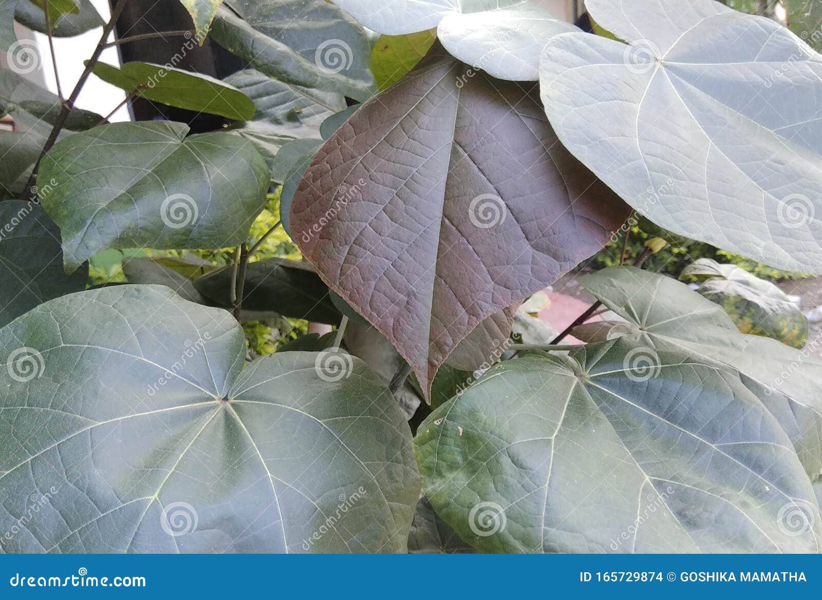 Colourful lamina of a leaf stock photo. Image of colourful - 165729874