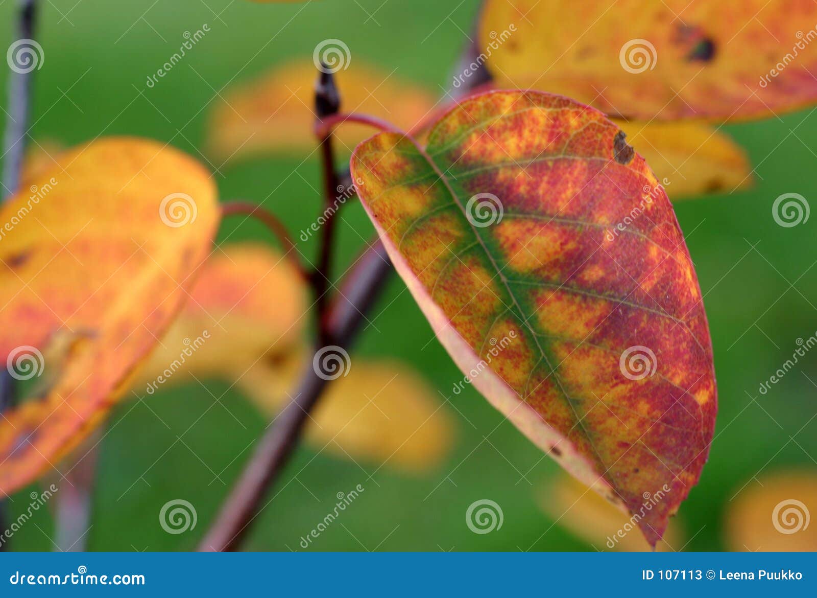 Colourful leaf stock image. Image of colour, leaves, leaf - 107113