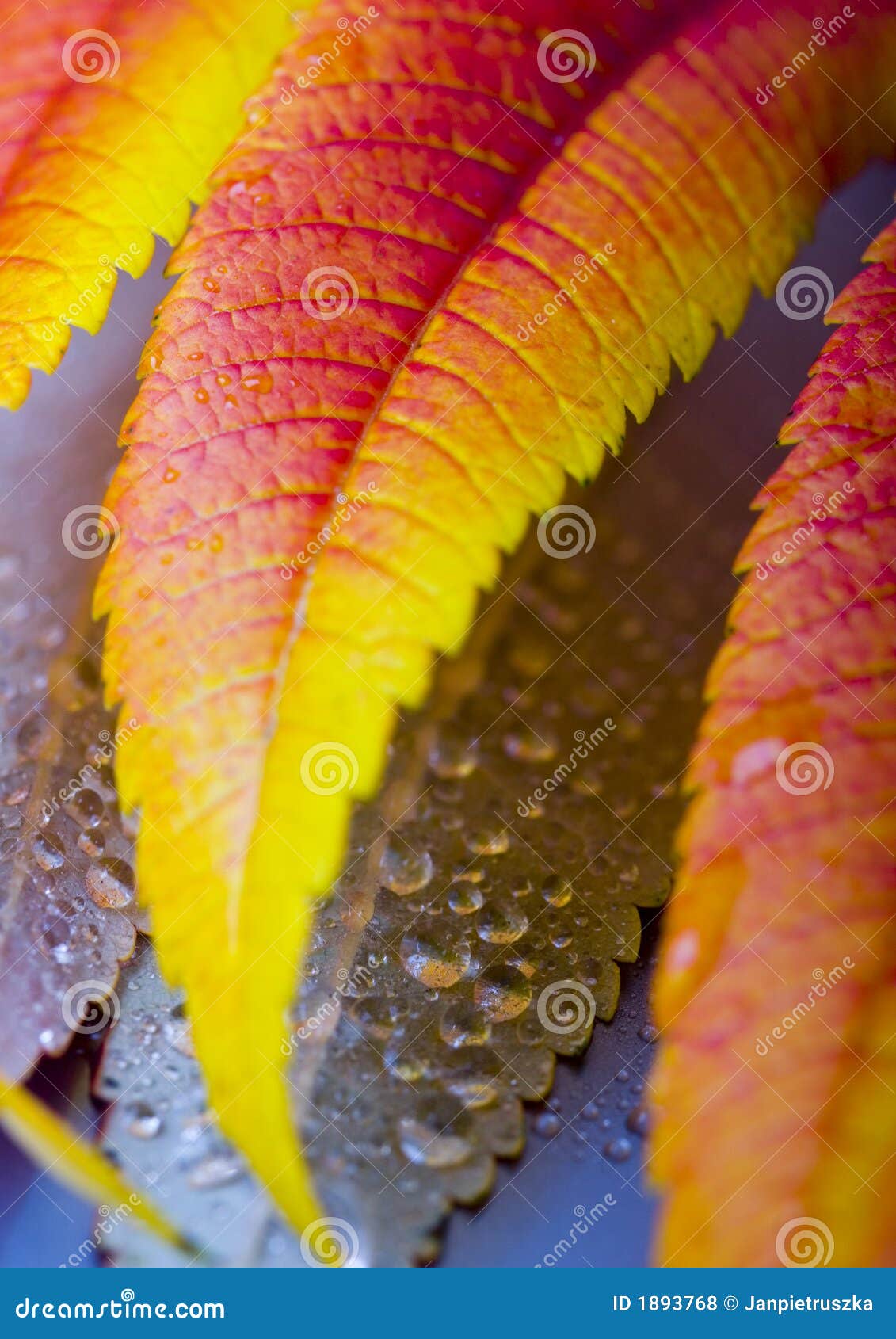 Colourful leaves stock photo. Image of energy, joyfulness - 1893768