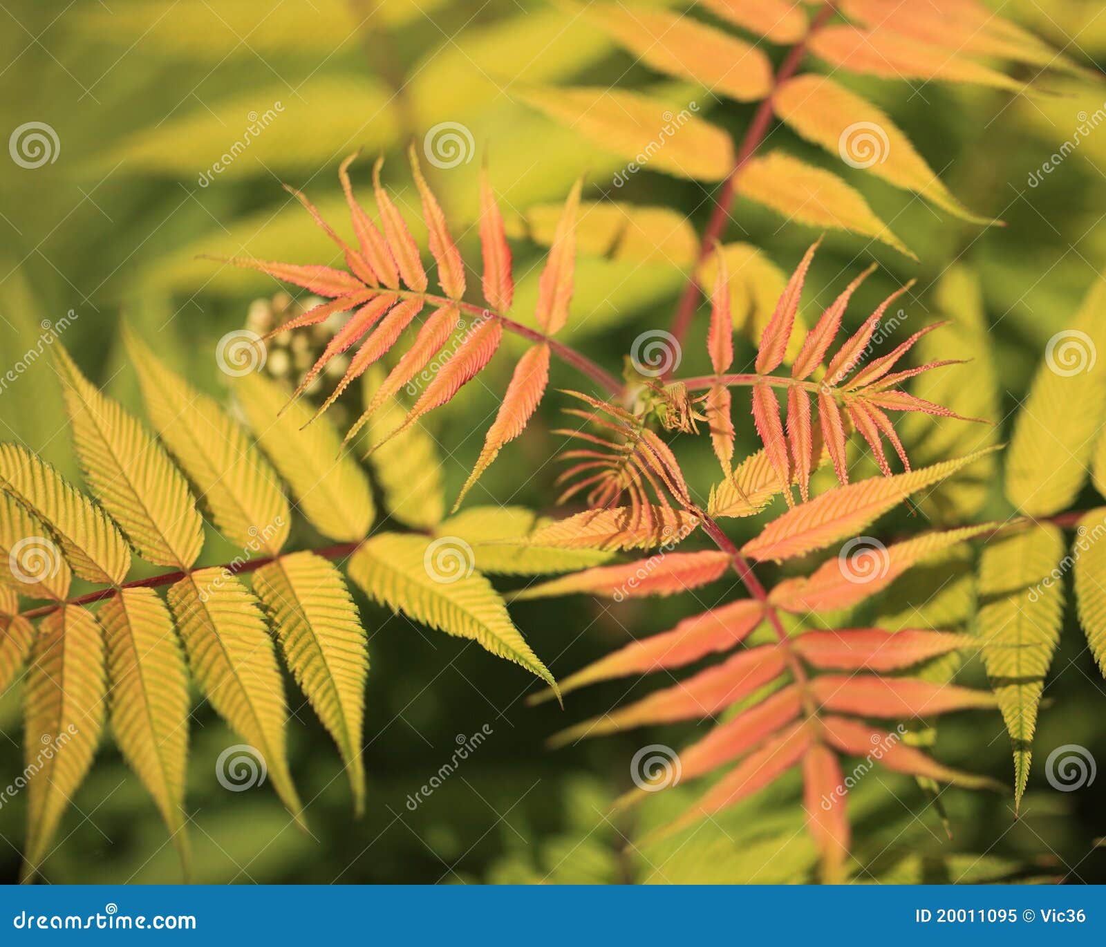 Colourful leaves stock image. Image of summer, rain, forest - 20011095
