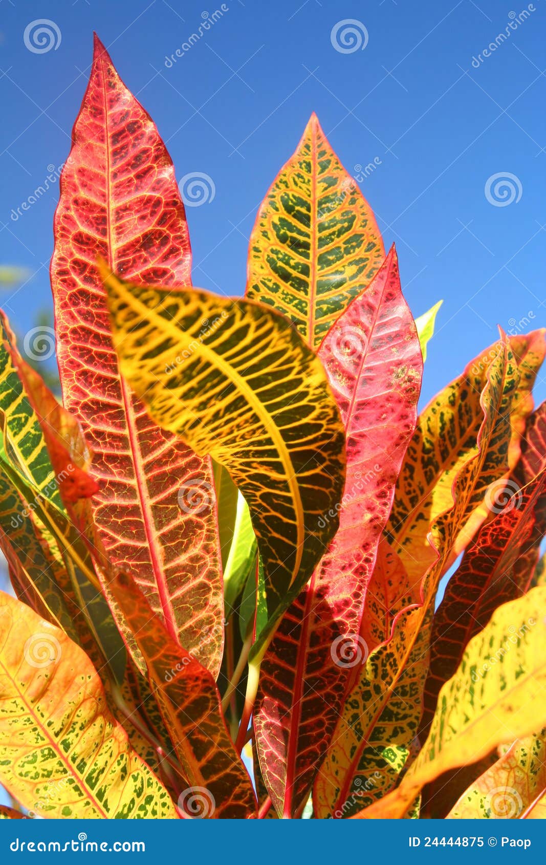 Colourful leaves stock image. Image of beauty, bloom - 24444875
