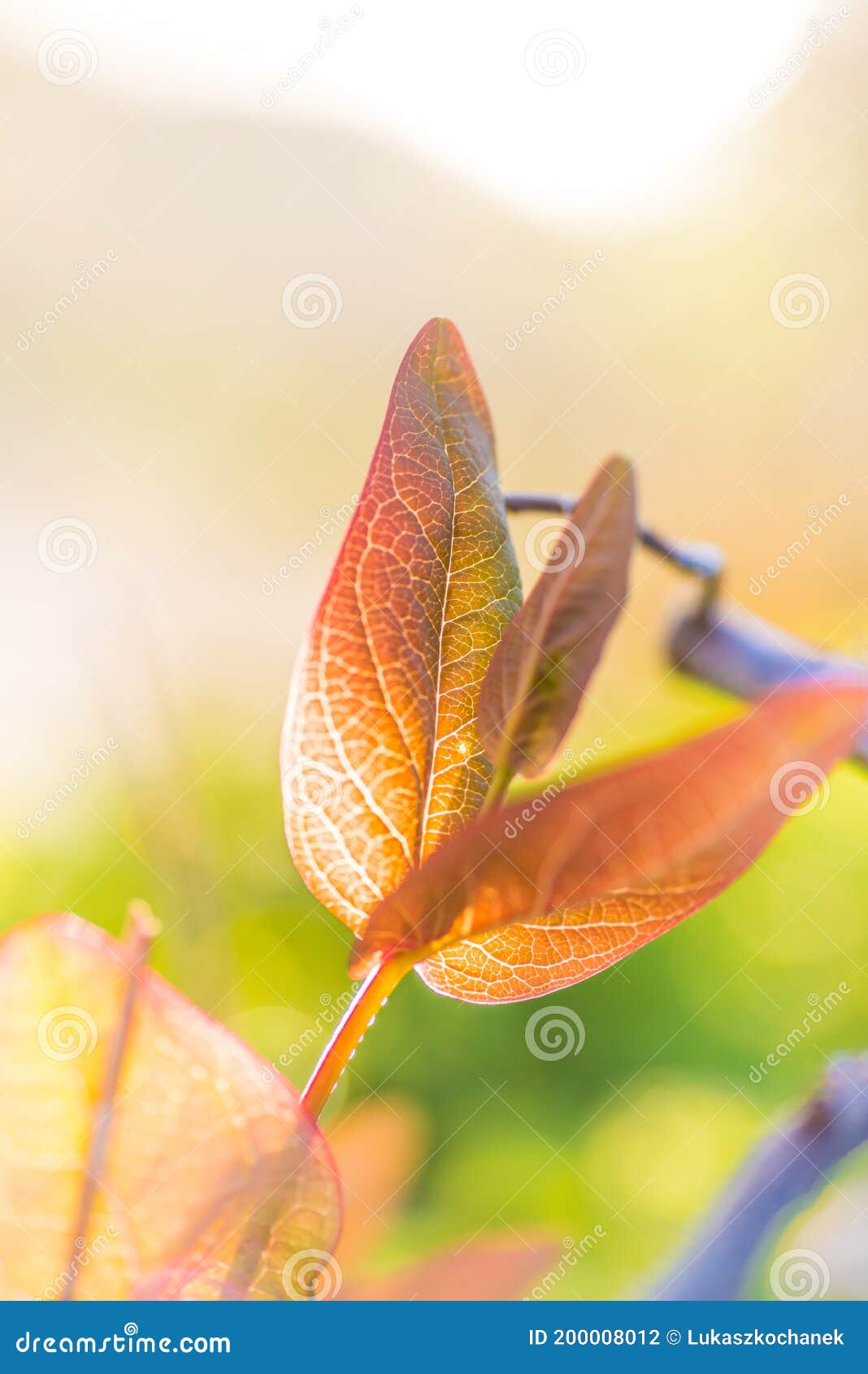 Colourful Leaves Background on Blurred Greenery Leaf Bokeh in Garden ...