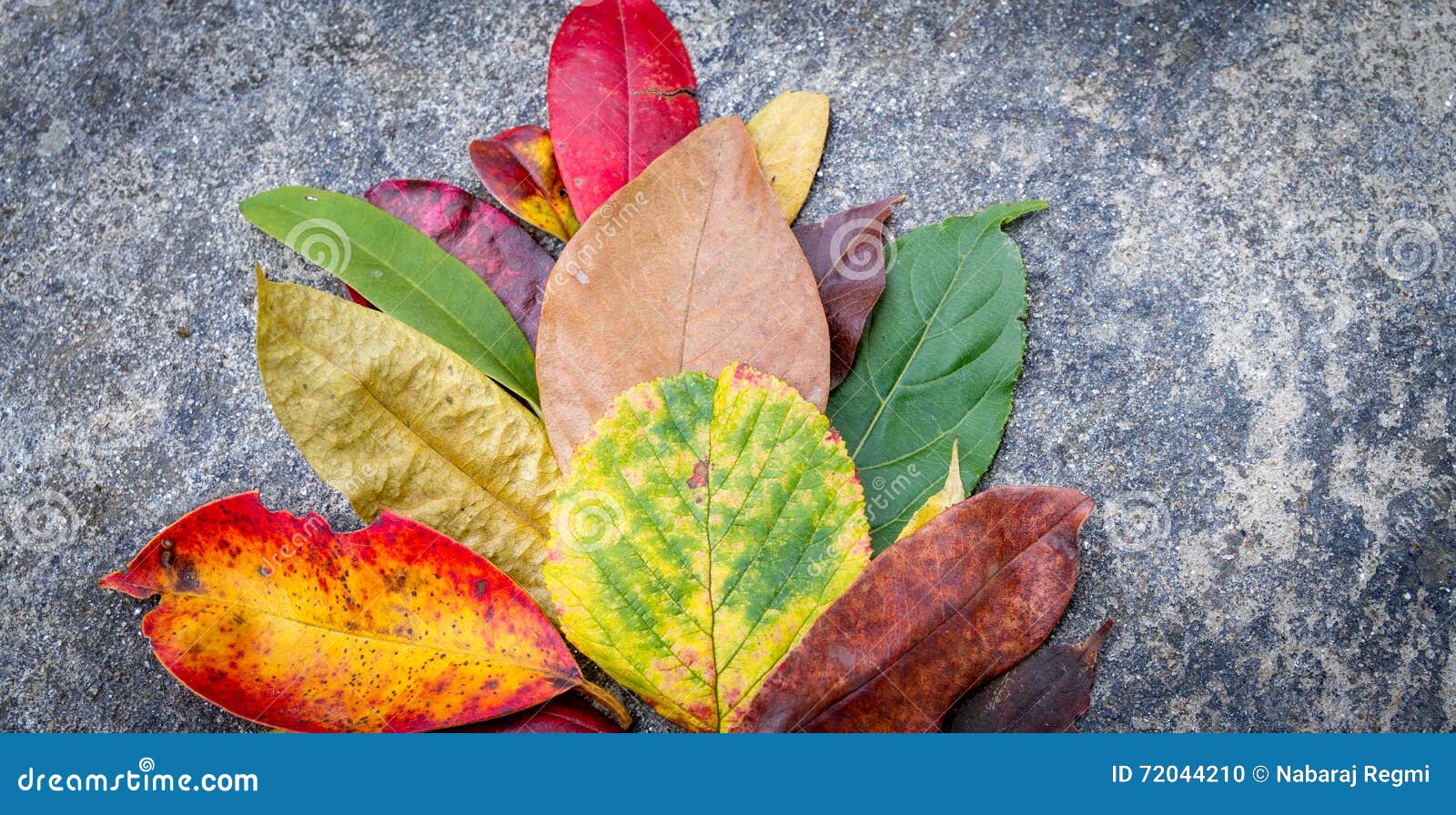 Colourful Leaves Backgrounds Stock Photo - Image of material ...
