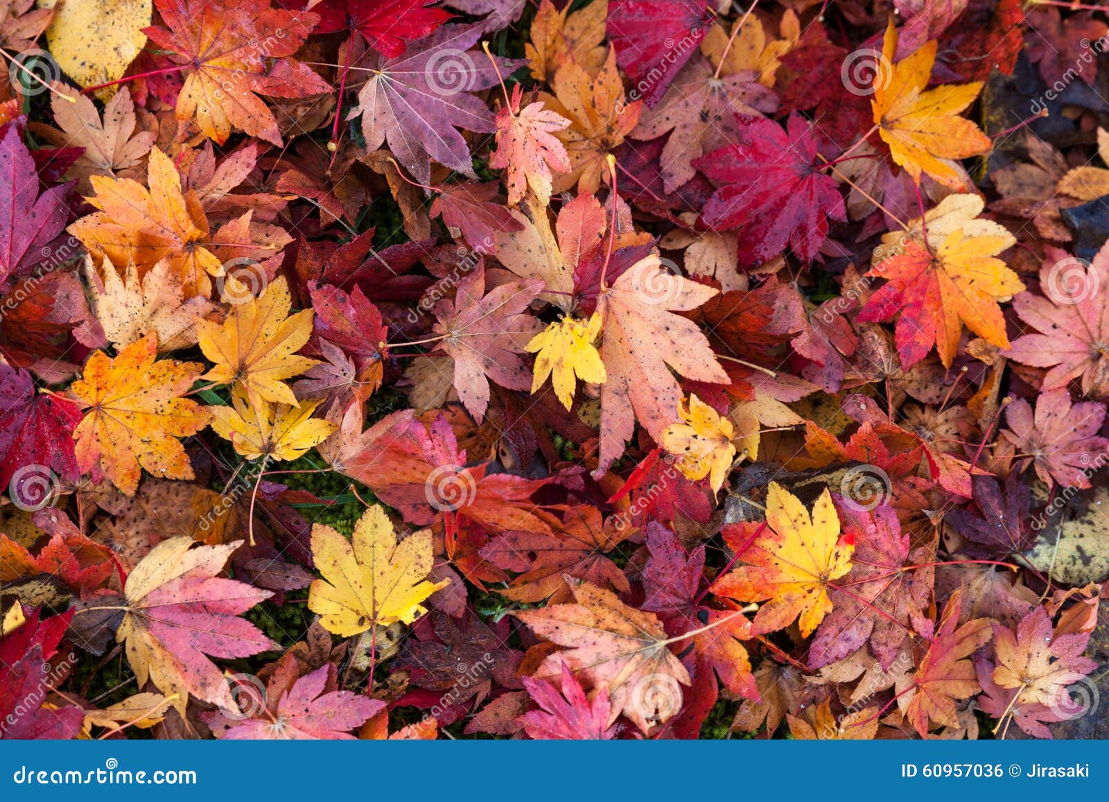 Colourful leaves stock photo. Image of leaves, leaf, nature - 60957036