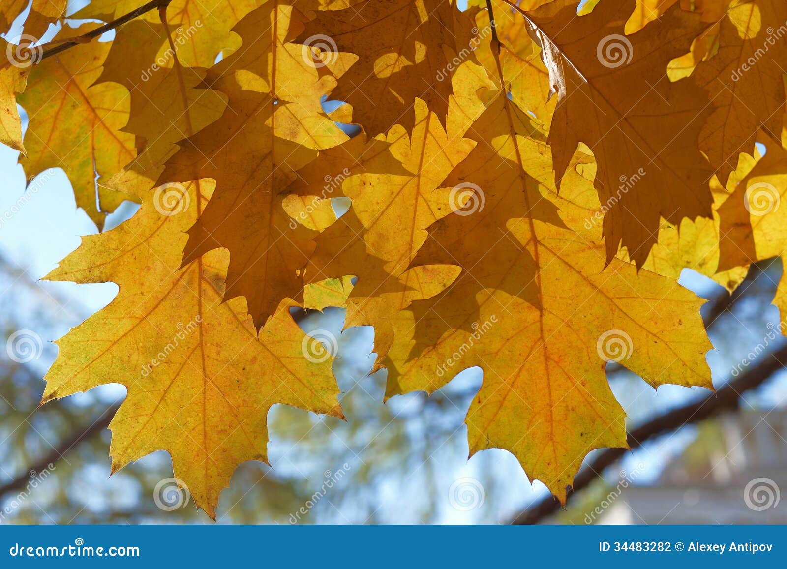 Colourful Leaves of Oak Tree in Autumn Stock Photo - Image of autumn ...