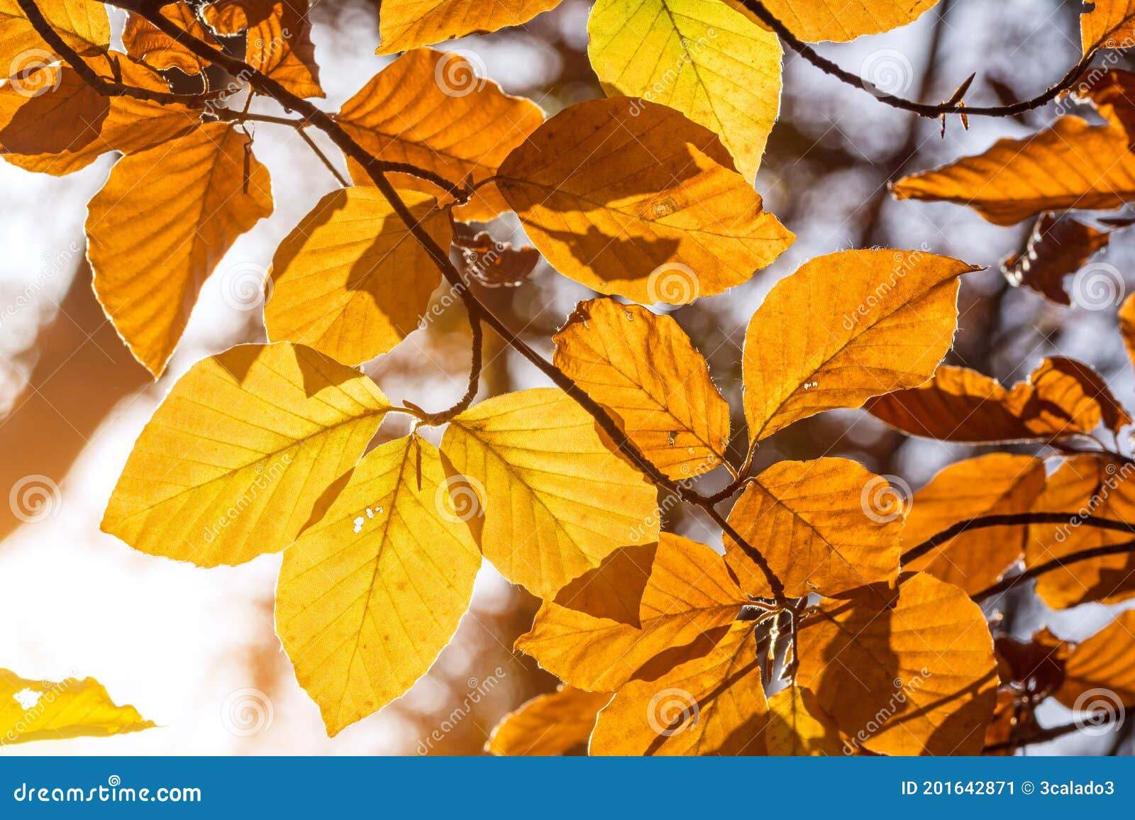 Colourful Leaves on a Tree Branch in Autumn Stock Image - Image of ...