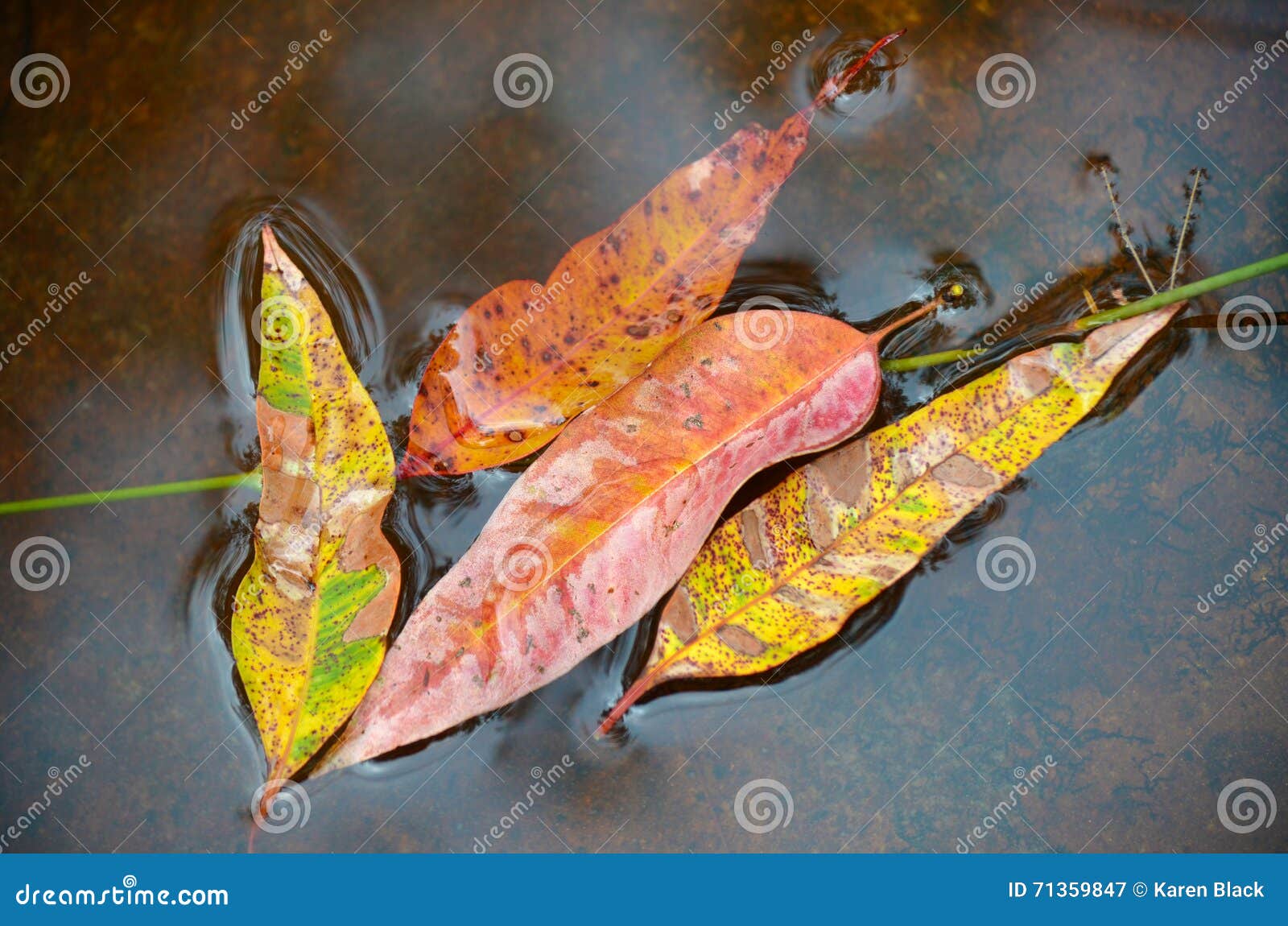 Colorful leaves in water stock image. Image of reflection - 71359847