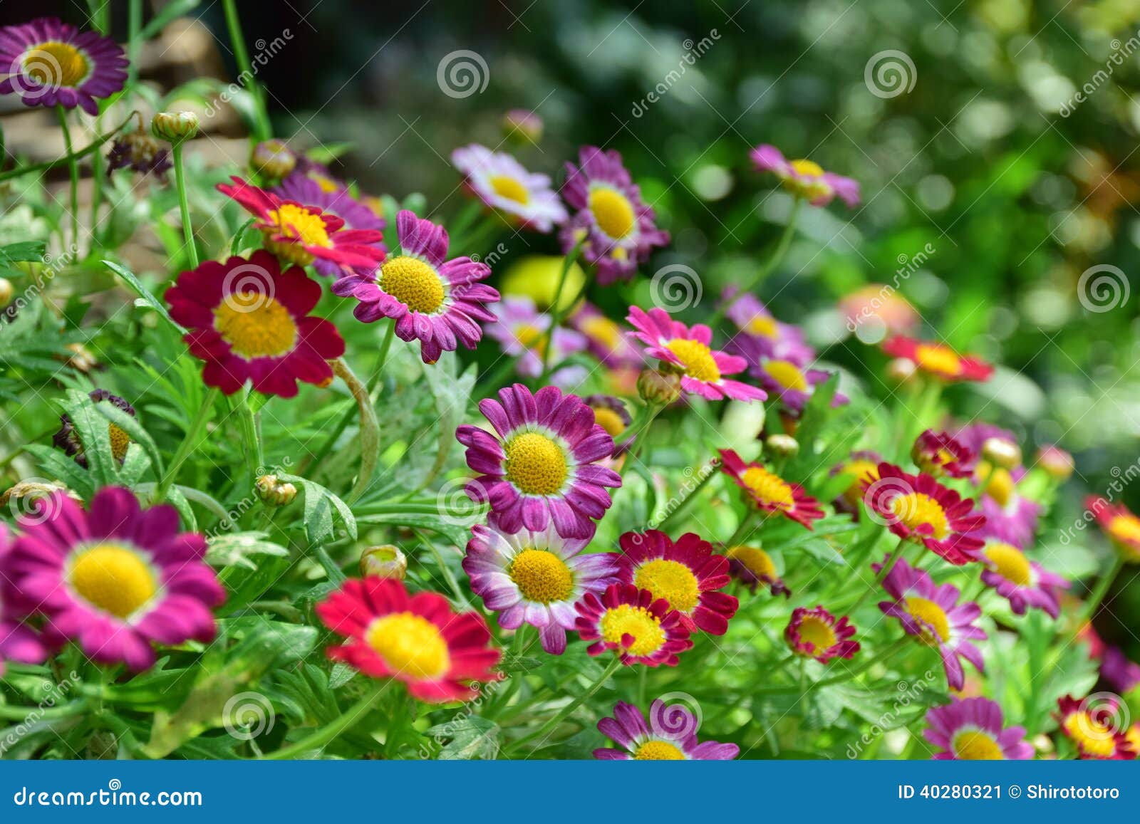Colourful little flower stock image. Image of tiny, blossom - 40280321