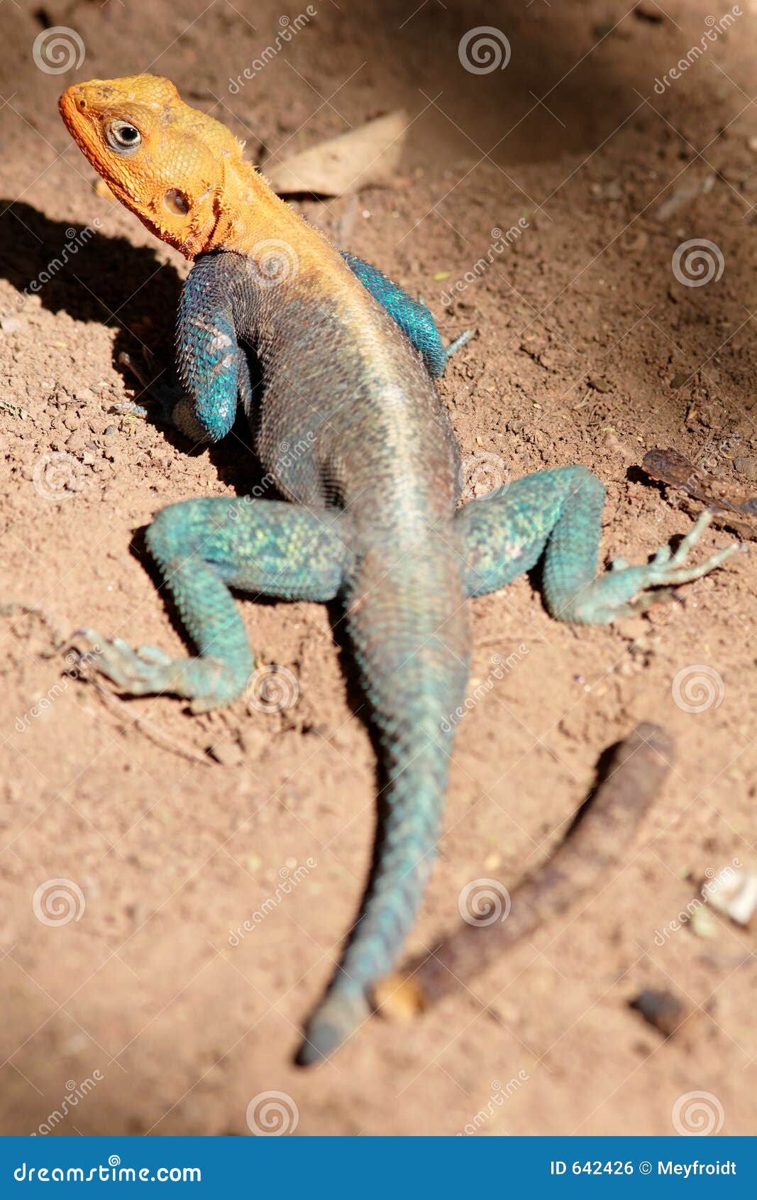 Colourful Lizard Looking at You Stock Photo - Image of colourful, blue ...