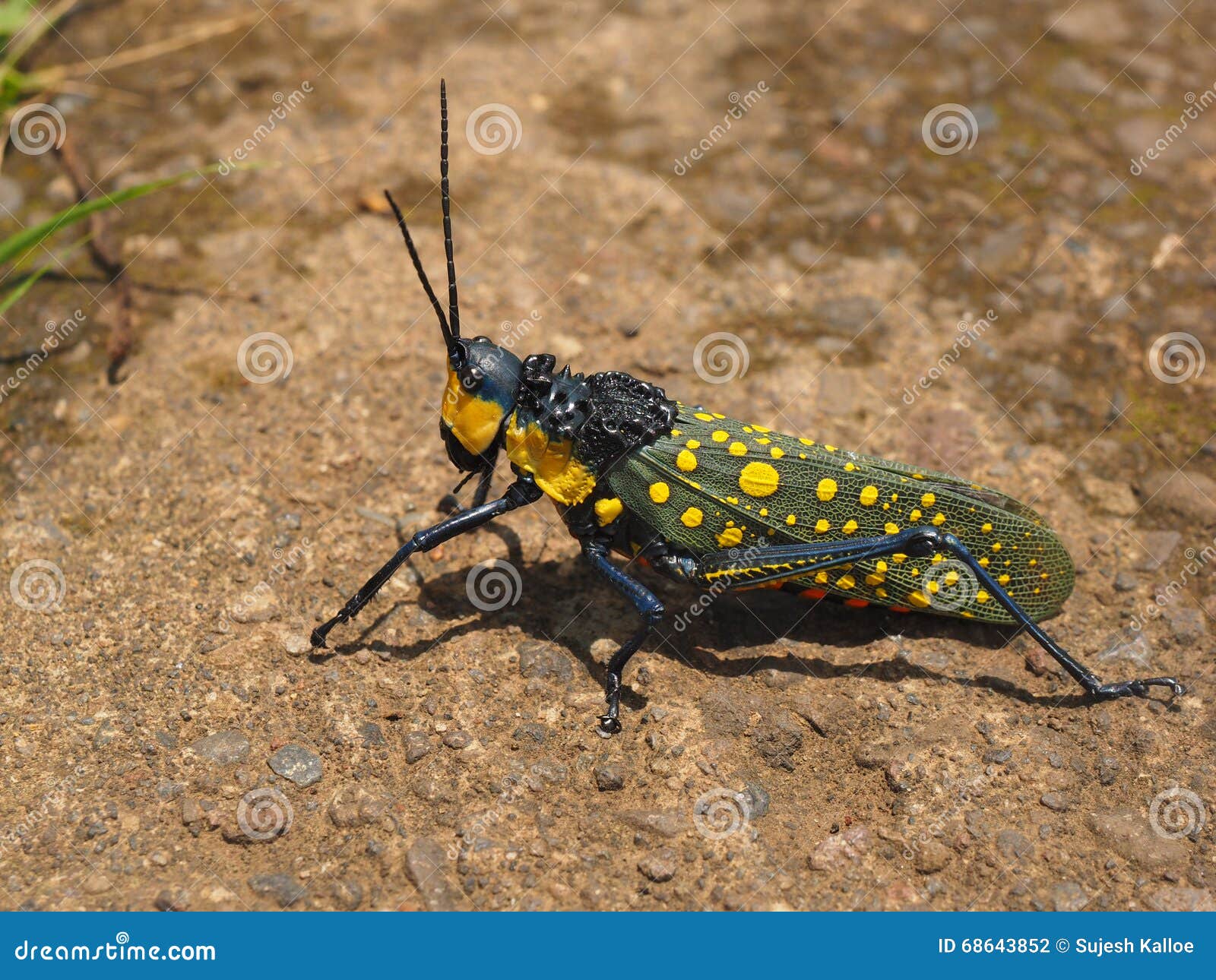 Colourful Locust in Ubud, Bali Stock Photo - Image of macro, fauna ...