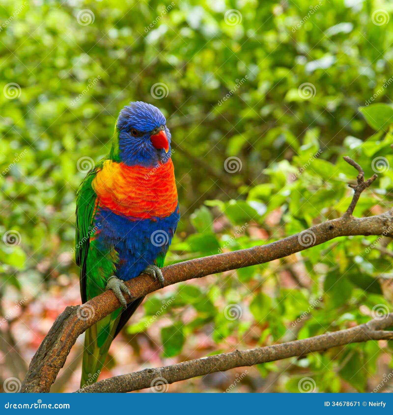 Colourful Lori Parrot on the Perch Stock Image - Image of animal ...