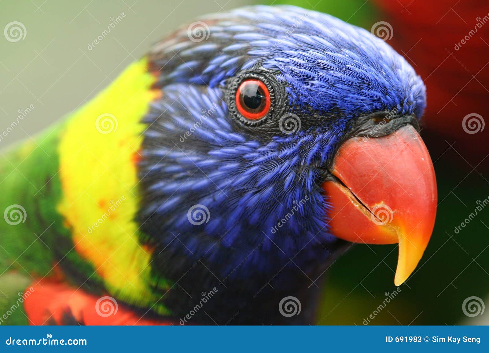 Colourful Lory stock image. Image of park, lory, animal - 691983