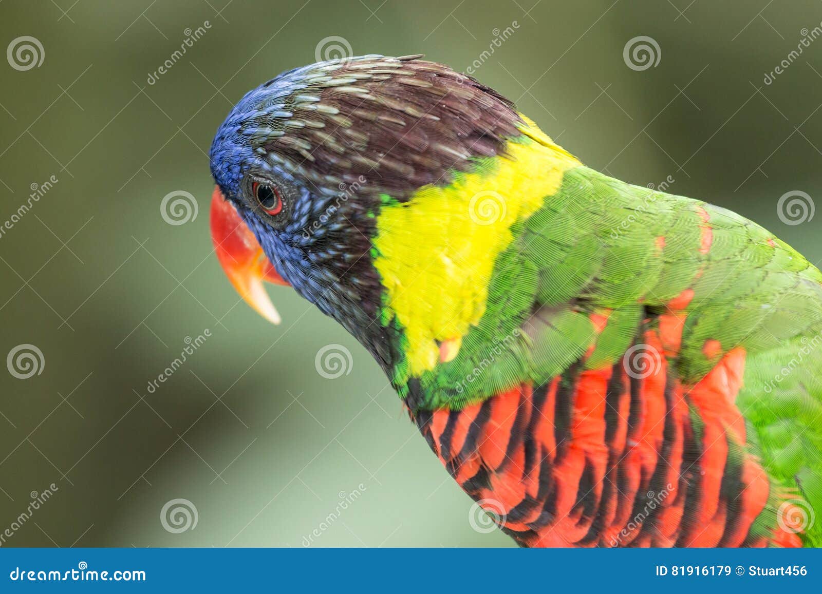 Colourful Lory in Bird Park, Singapore Stock Image - Image of colors ...