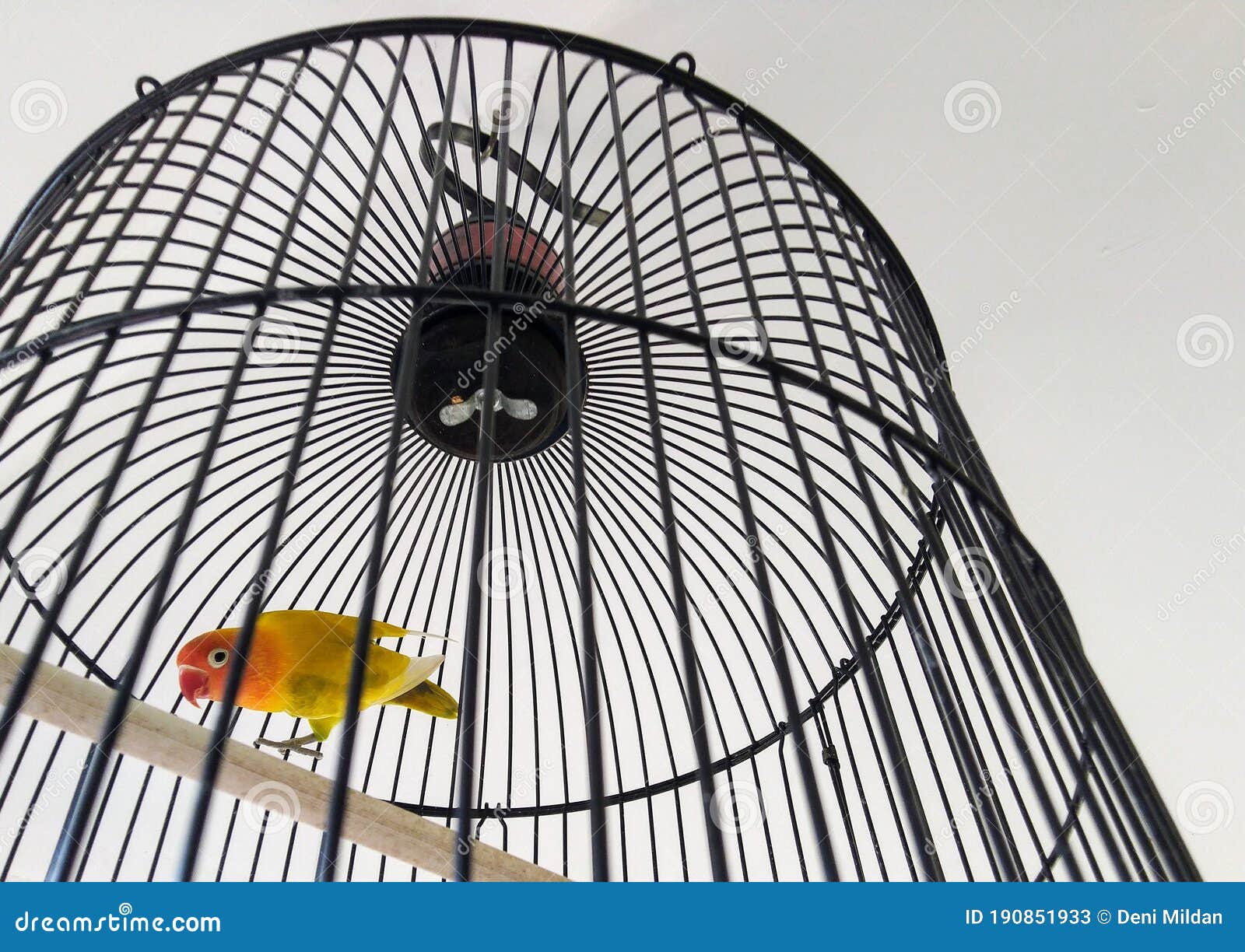 Trapped in a Cage stock image. Image of bird, isolated - 190851933