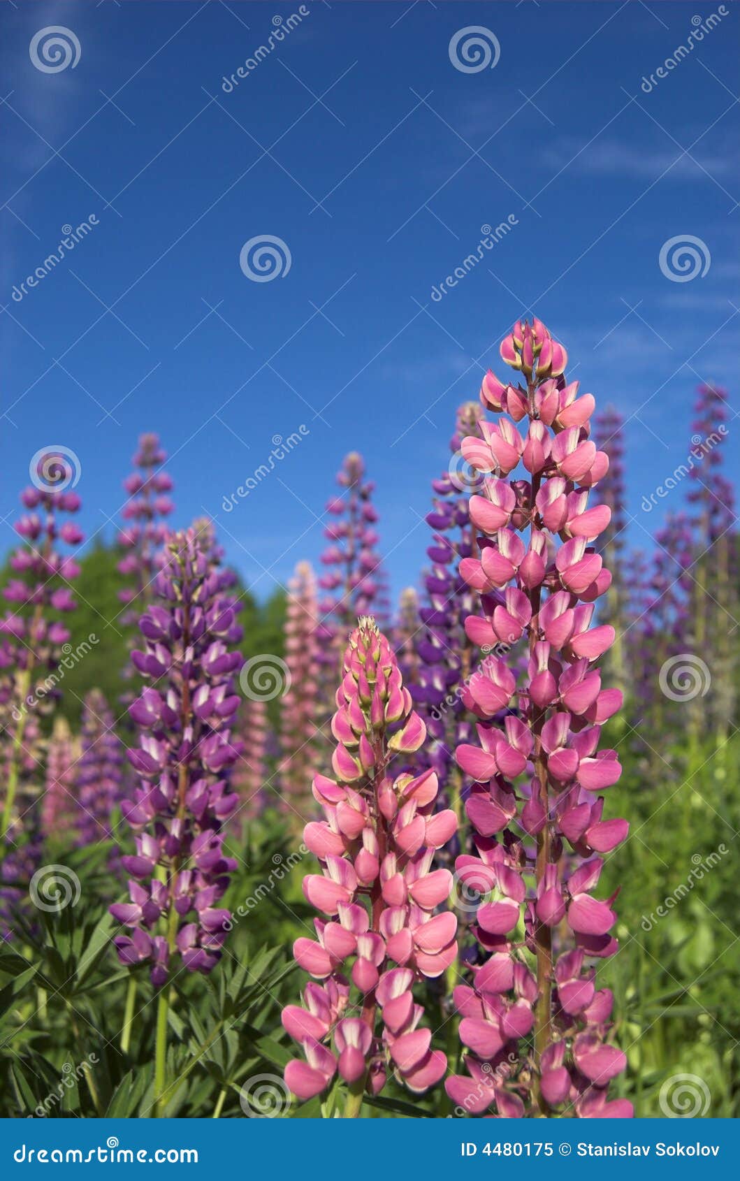 Colourful Lupins 2 stock image. Image of lupin, colour - 4480175
