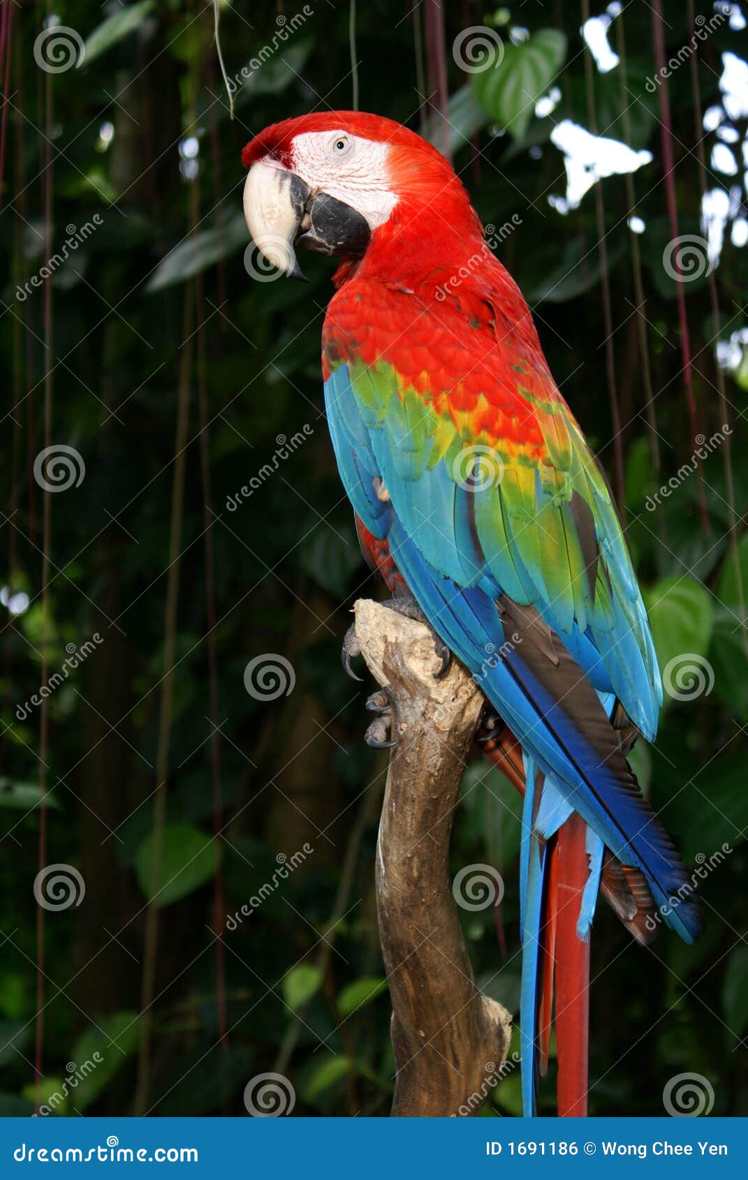 Colourful macaw bird stock photo. Image of macaw, colorful - 1691186