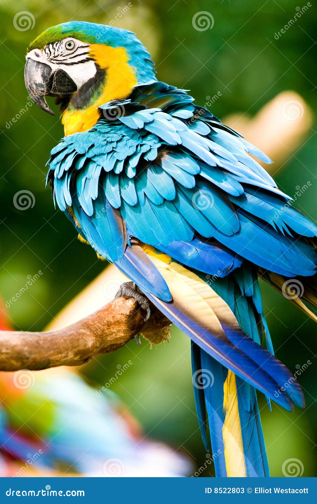 A Colourful Macaw in the Wild Stock Image - Image of colorful, noisy ...