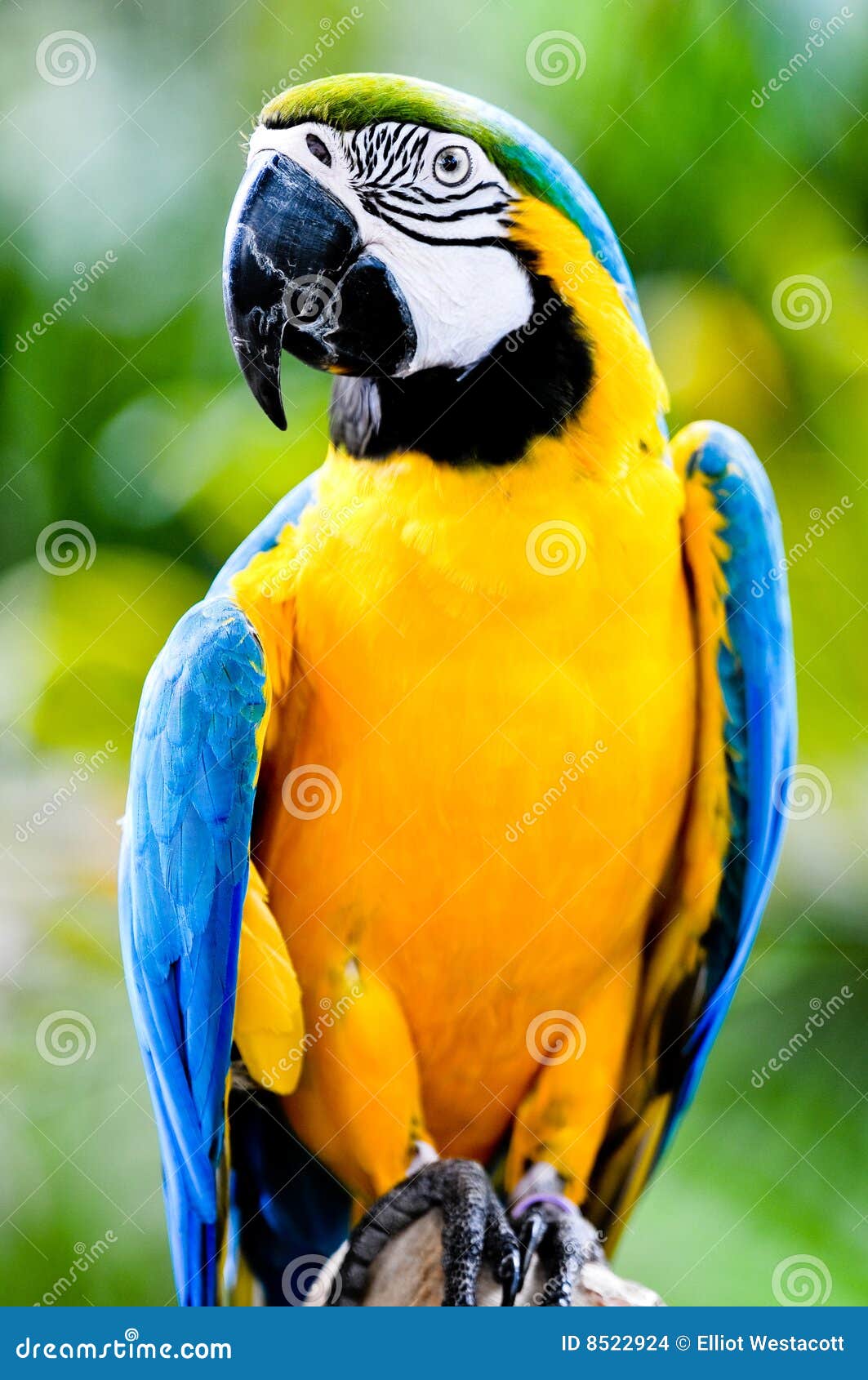 A Colourful Macaw in the Wild Stock Photo - Image of maccaw, bird: 8522924