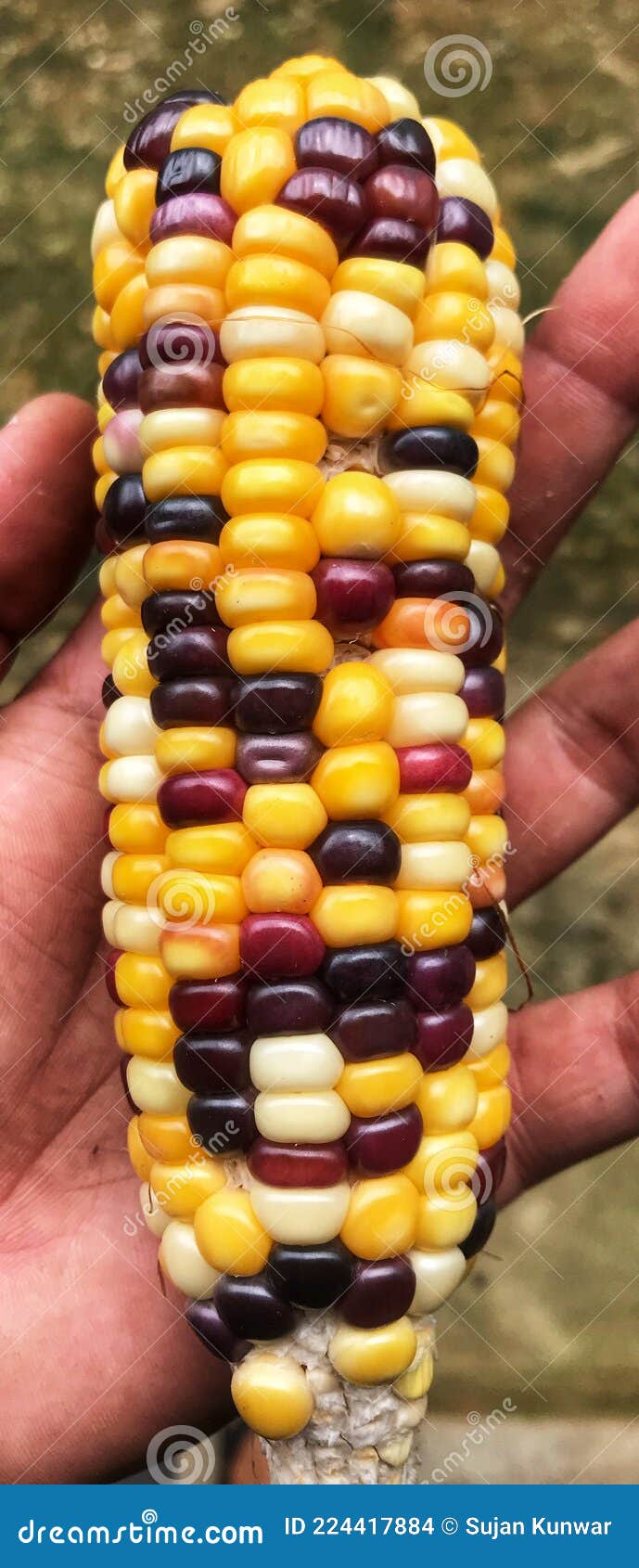 Colourful maize stock photo. Image of yellow, snack - 224417884