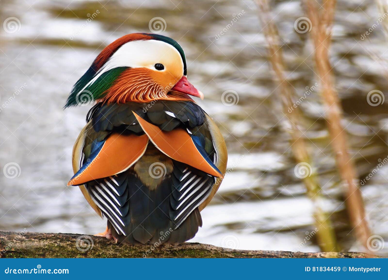 A Colourful Male Mandarin Duck. Aix Galericulata Stock Image - Image of ...