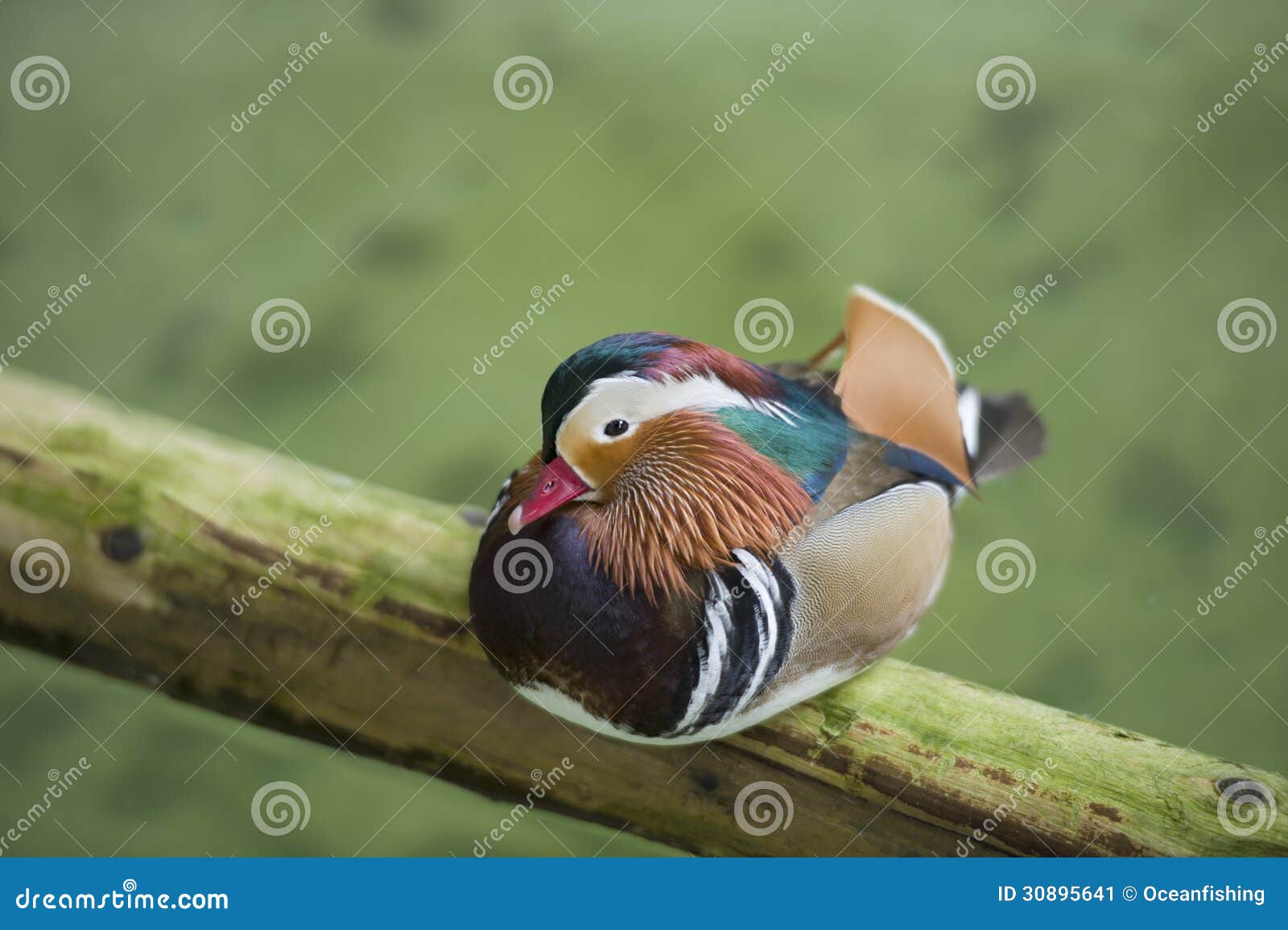 Colourful mandarin duck stock image. Image of drake, east - 30895641