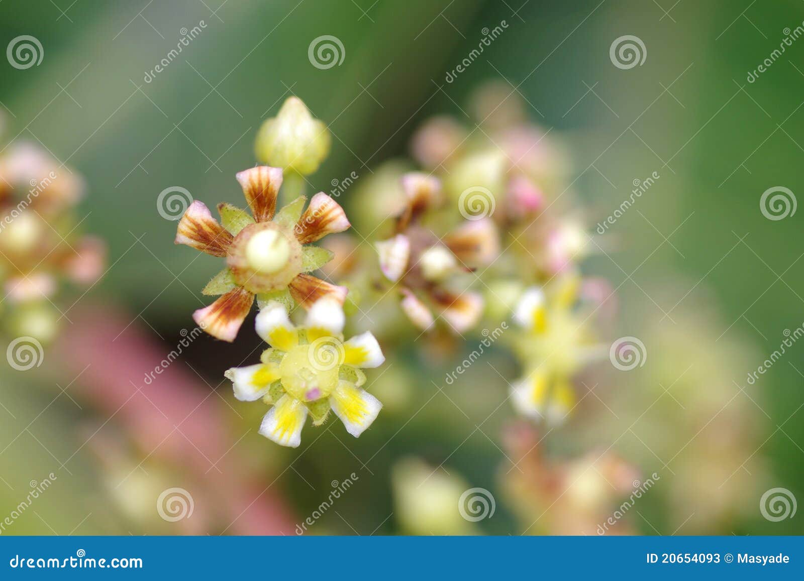 Colourful mango flowers stock image. Image of fragrance - 20654093