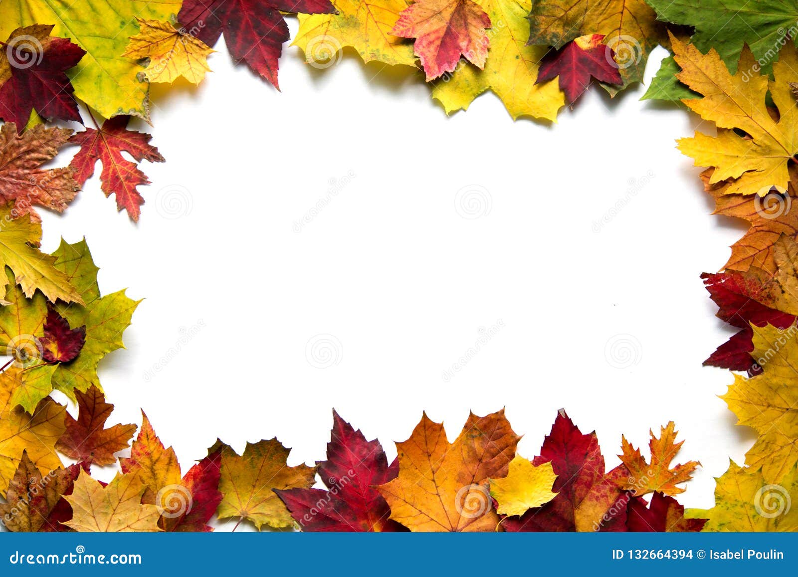 Maple Tree Leave Frame on White Stock Photo - Image of orange, leaf ...