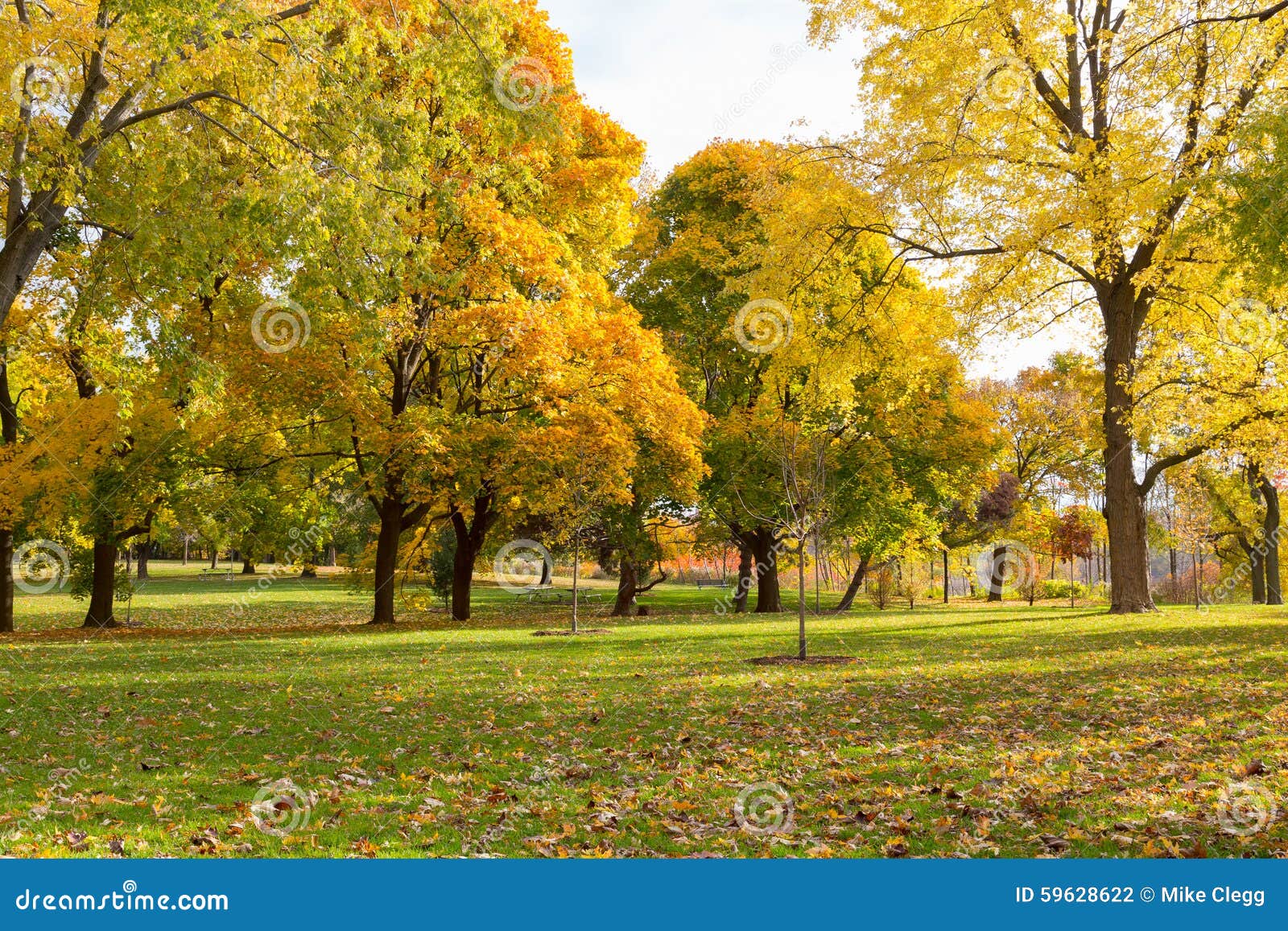 Colourful Maple Trees in Canada in the Fall Stock Photo - Image of tree ...