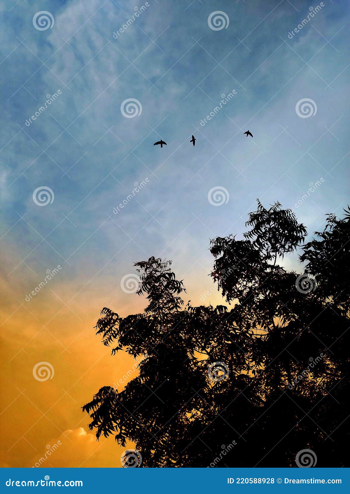 Colourful Morning Sky with Birds Flying Stock Photo - Image of blue ...