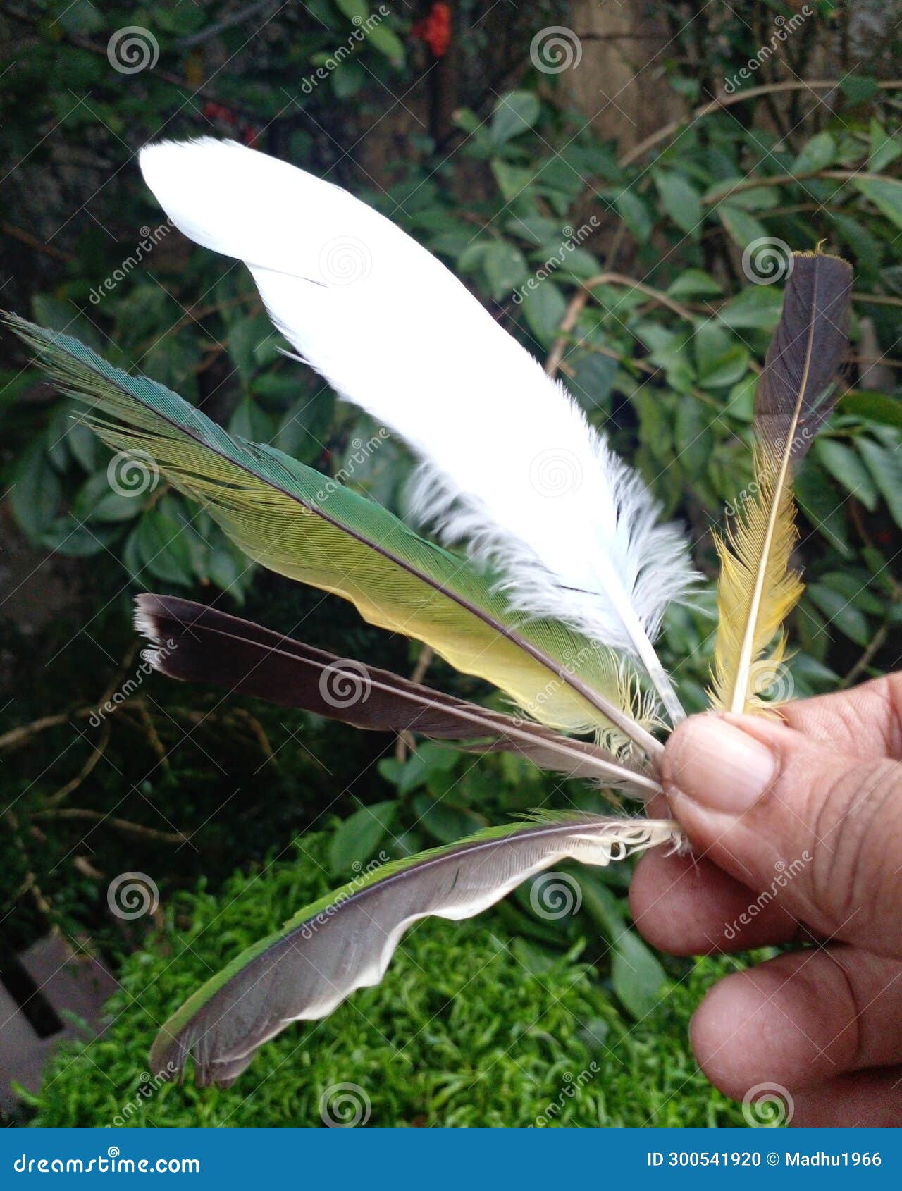 Colourful Natural Features. Stock Photo - Image of branch, natural ...