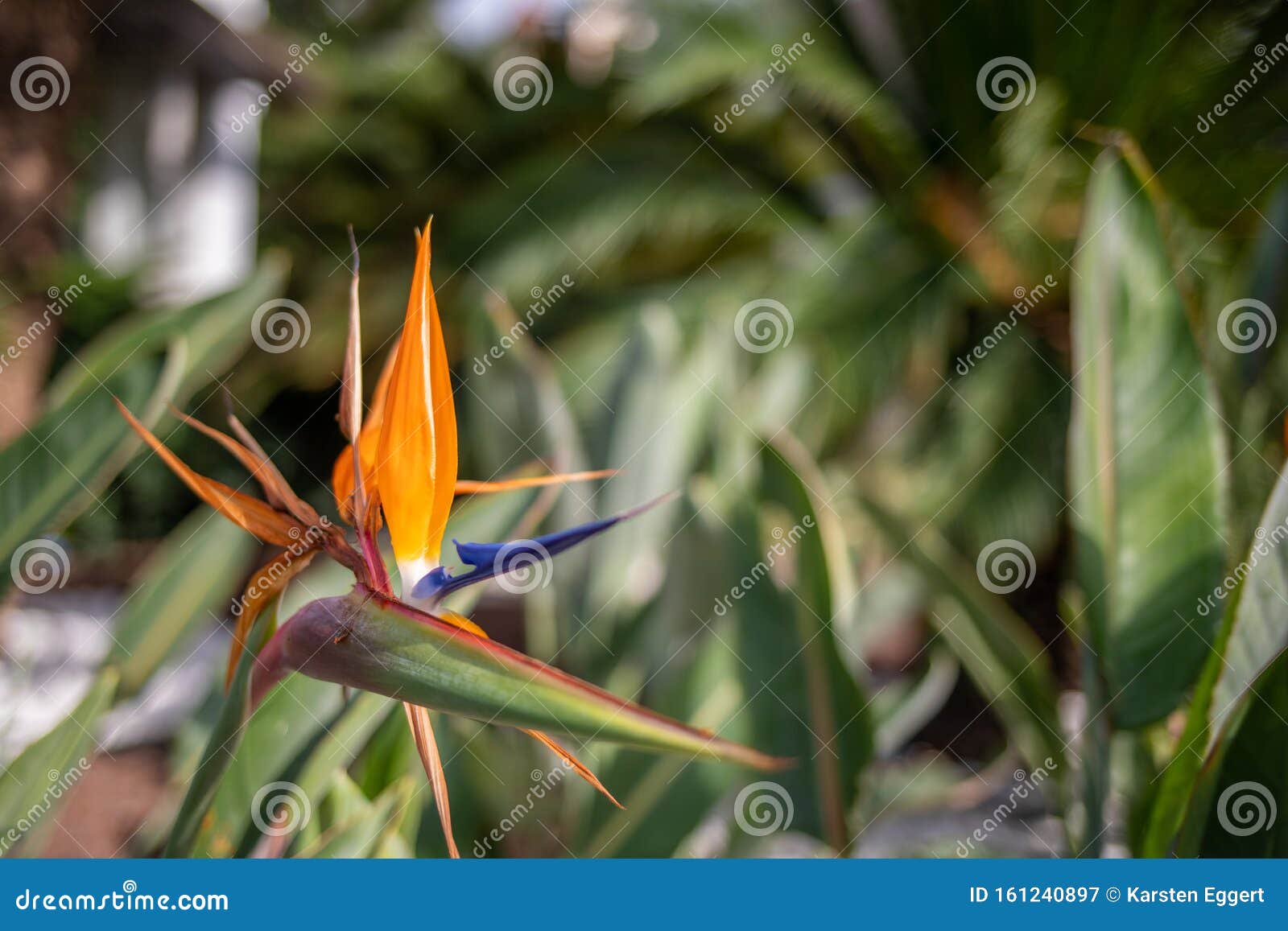 Colourful Orange Strelizie Grows Along the Wayside Stock Image - Image ...