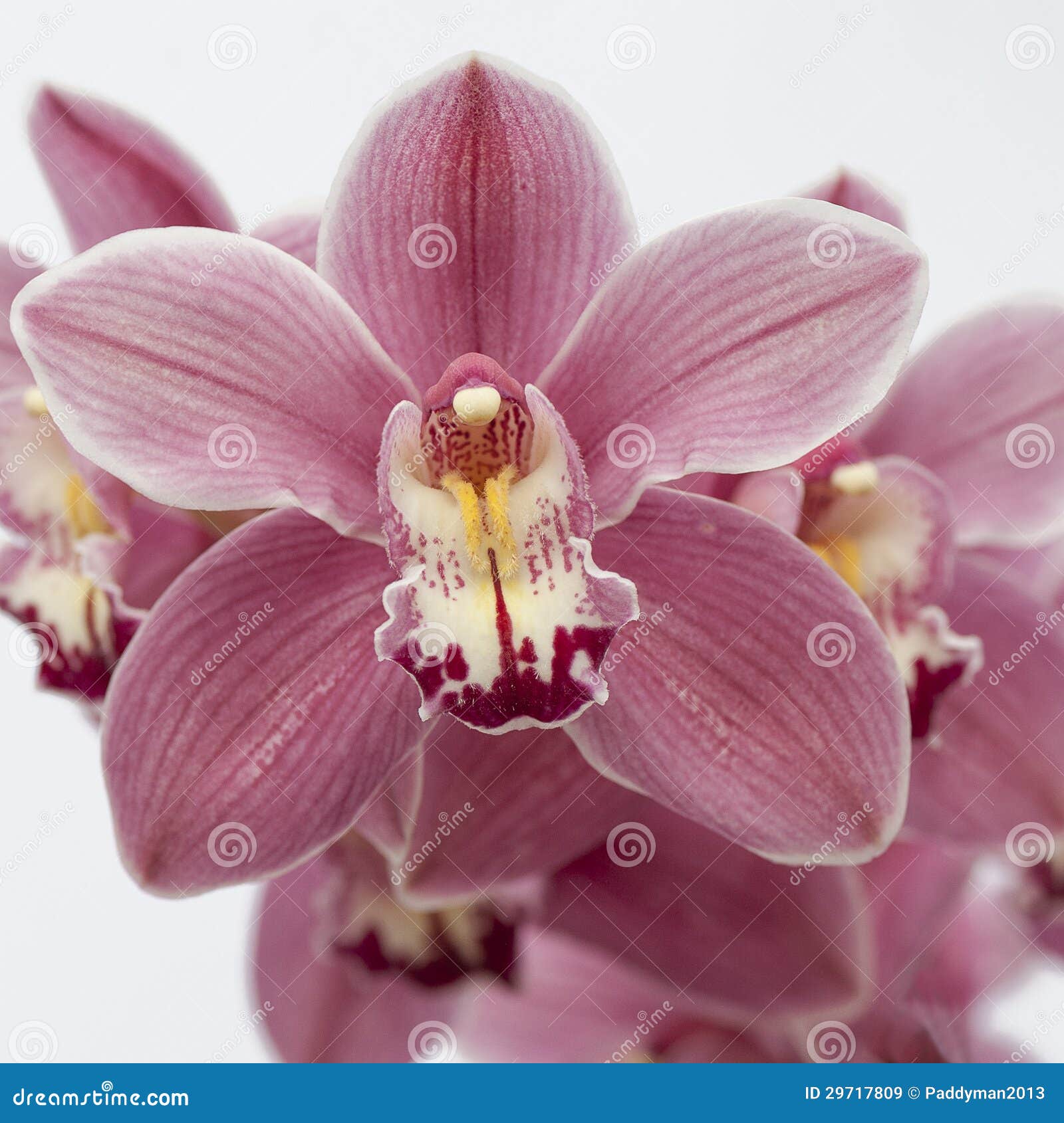 Colourful Orchid stock image. Image of decorative, delicate - 29717809