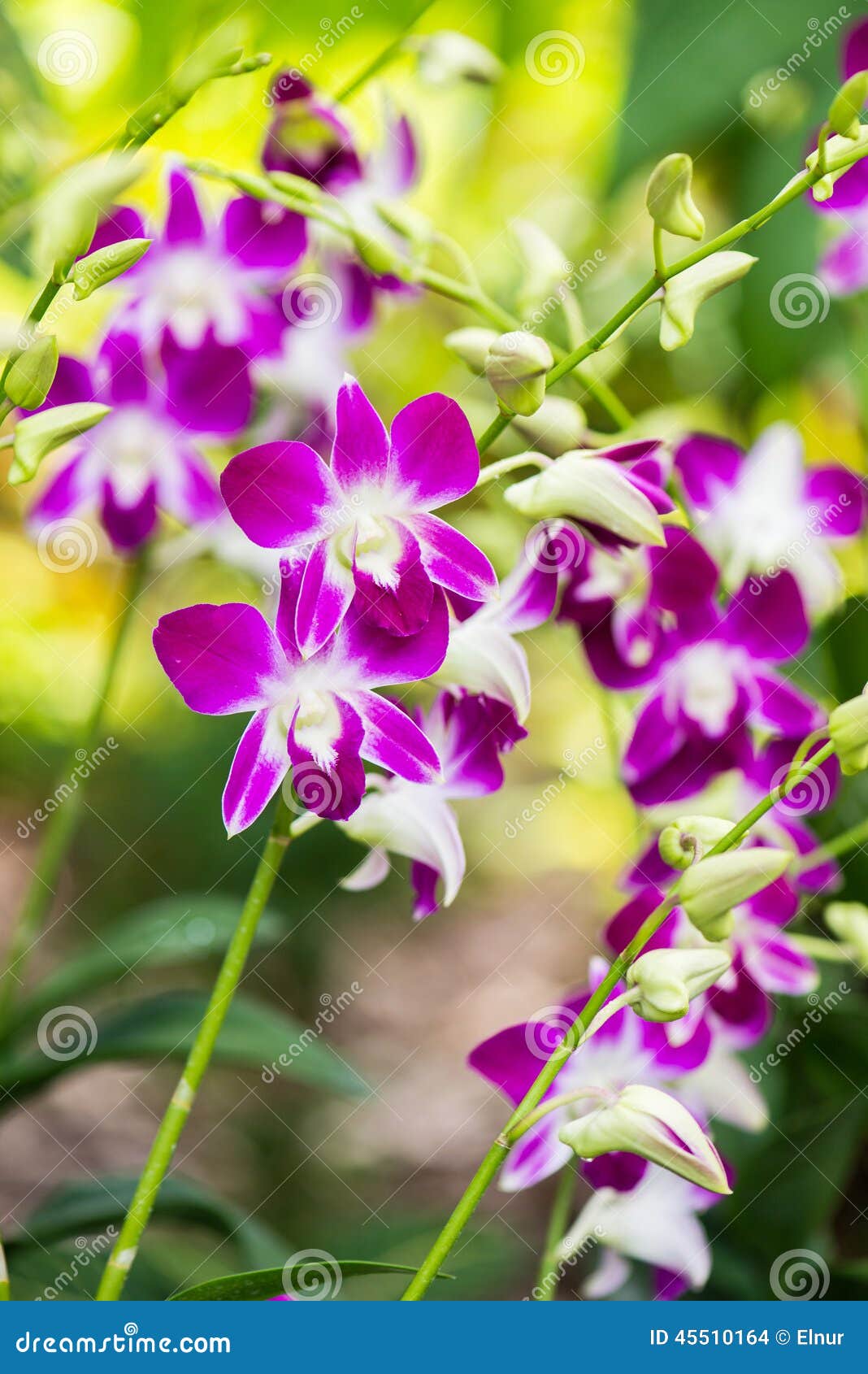 Colourful Orchid Flowers on Bright Stock Photo - Image of branch ...