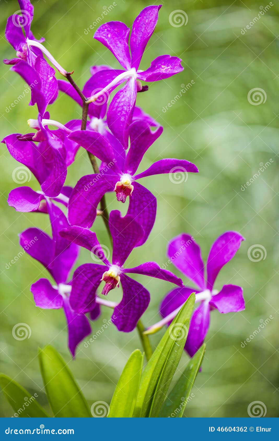 Colourful Orchid Flowers on Bright Stock Photo - Image of branch ...