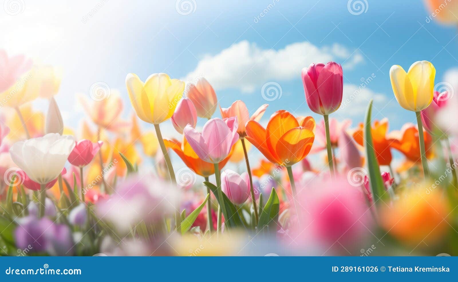 Colourful Panoramic Spring Banner of Fresh Tulips Stock Illustration ...