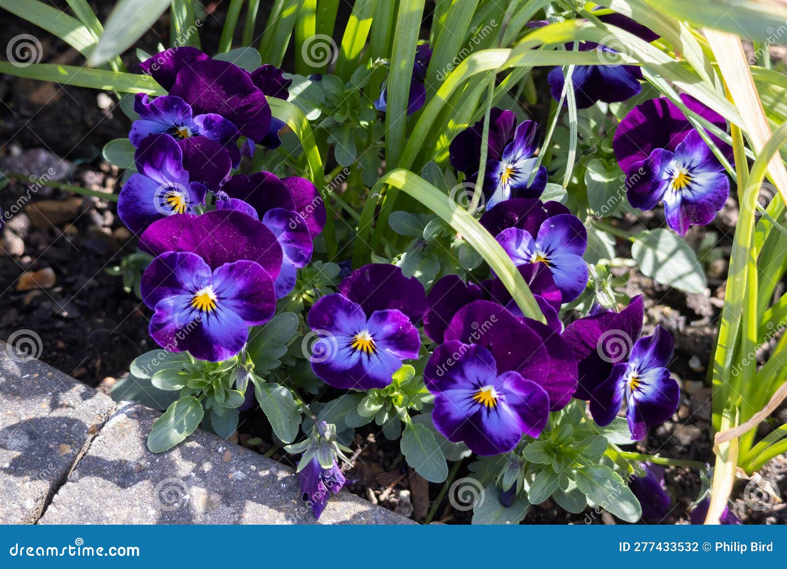 Colourful Pansies Flowering in the Spring Sunshine Stock Photo - Image ...