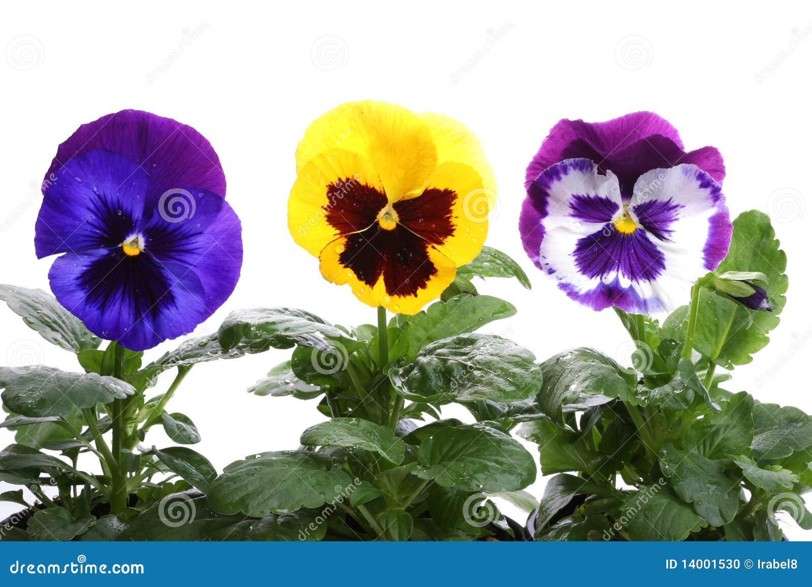 Colourful pansy stock photo. Image of gloves, object - 14001530