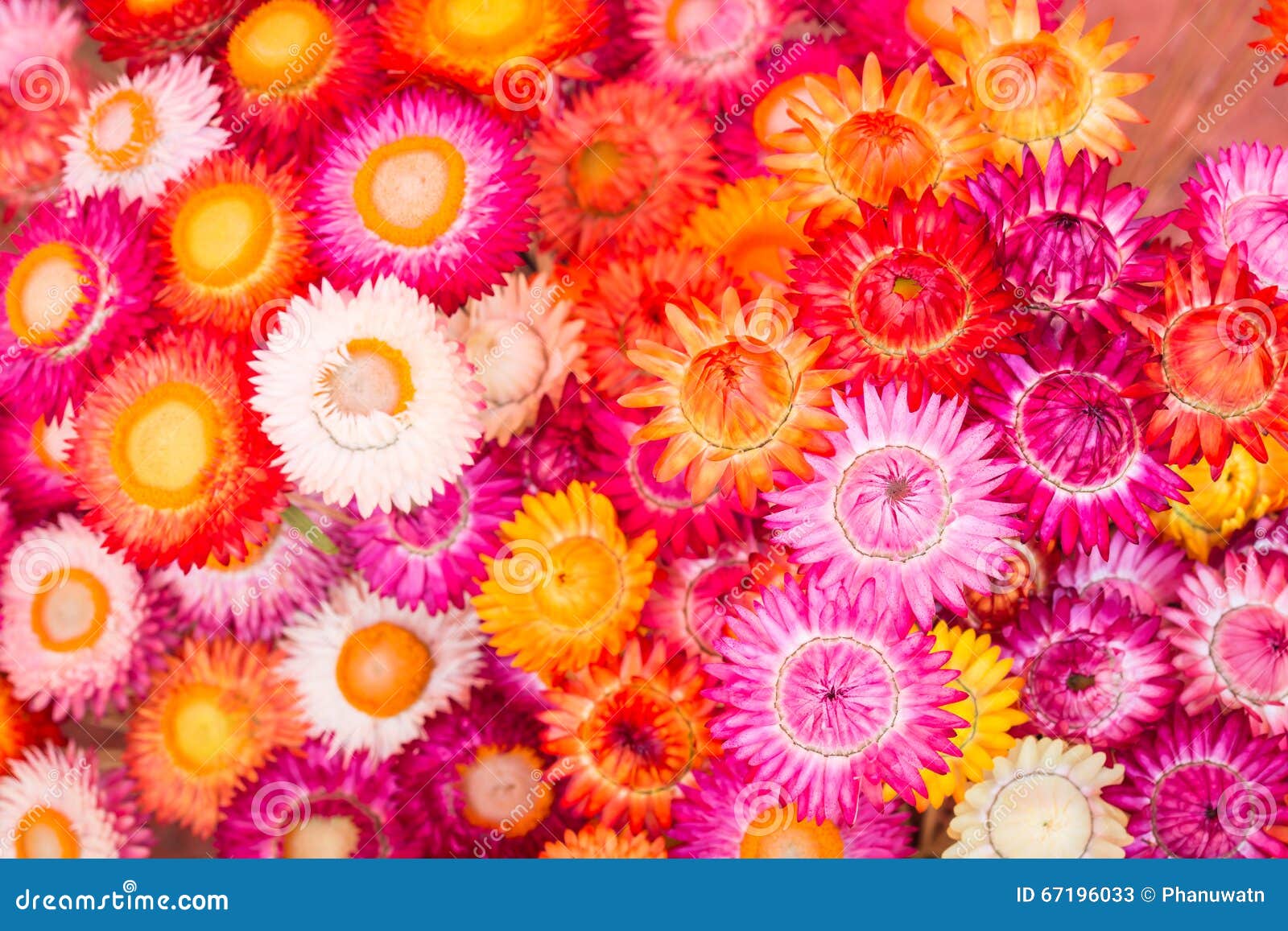 Colourful of Paper Flower for Background Stock Image - Image of object ...