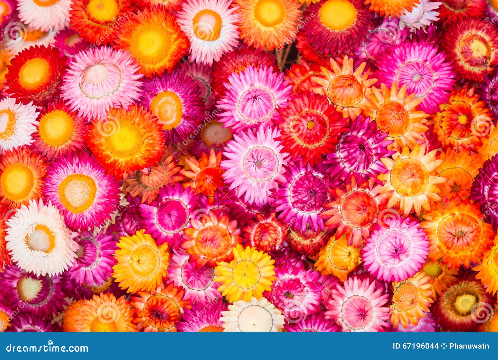 Colourful of Paper Flower for Background Stock Photo - Image of ...