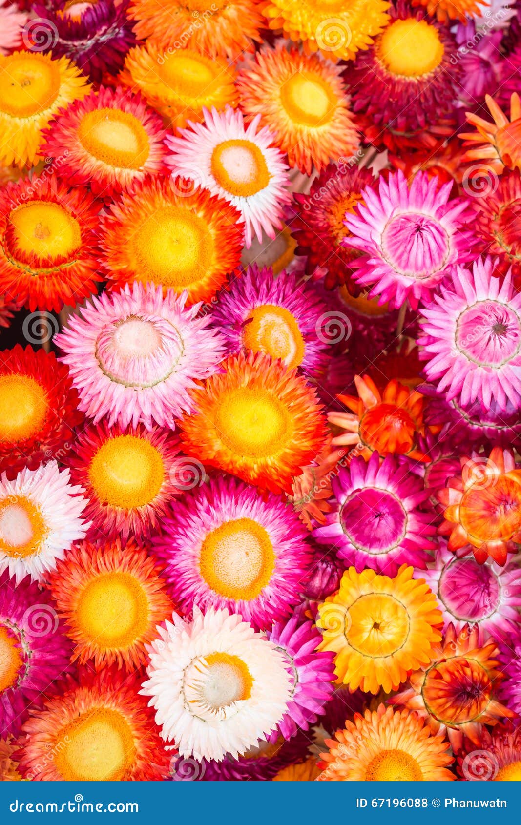 Colourful of Paper Flower for Background Stock Photo - Image of ...