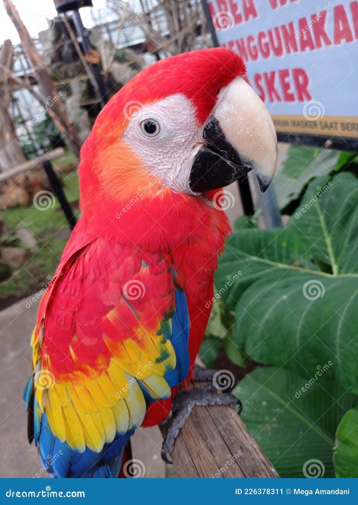 Colourful parot stock image. Image of parot, true, colour - 226378311