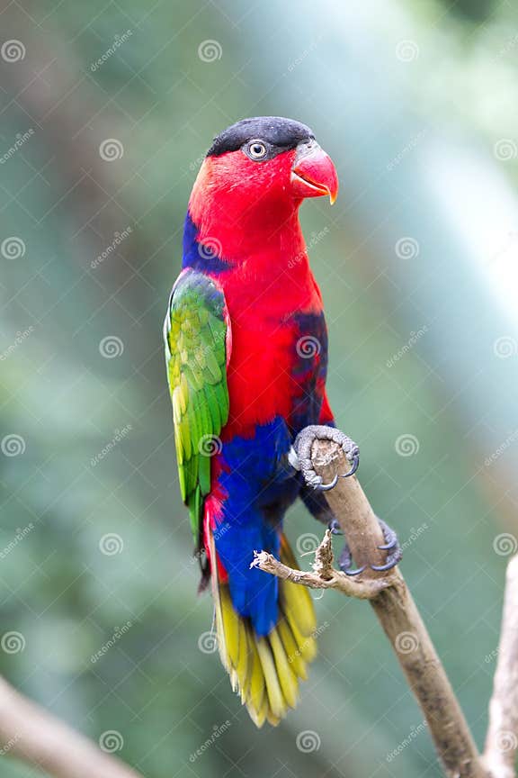 Colourful Parrot stock photo. Image of parrot, animal - 20555222