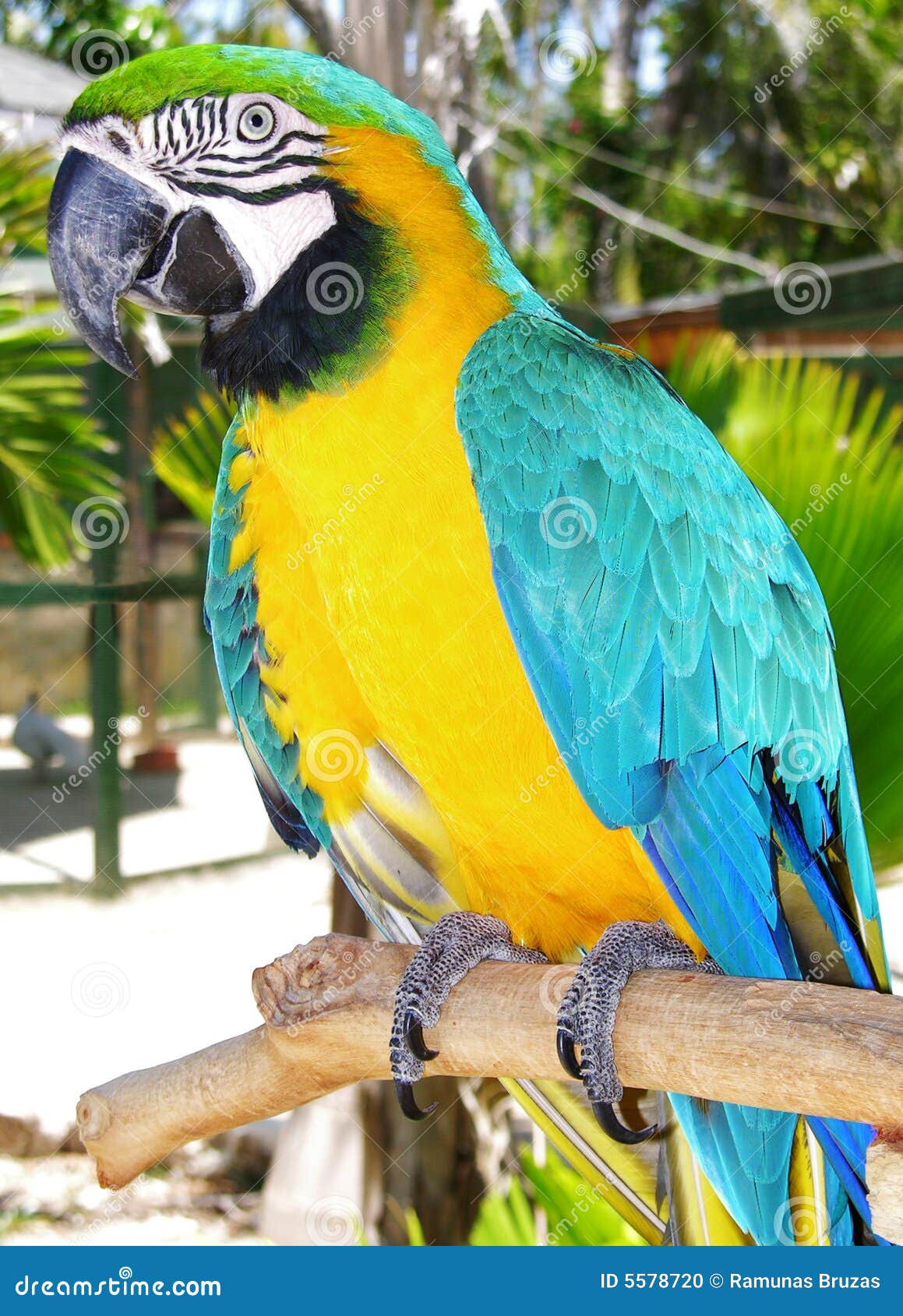 The Colourful Parrot stock photo. Image of nature, tourism - 5578720