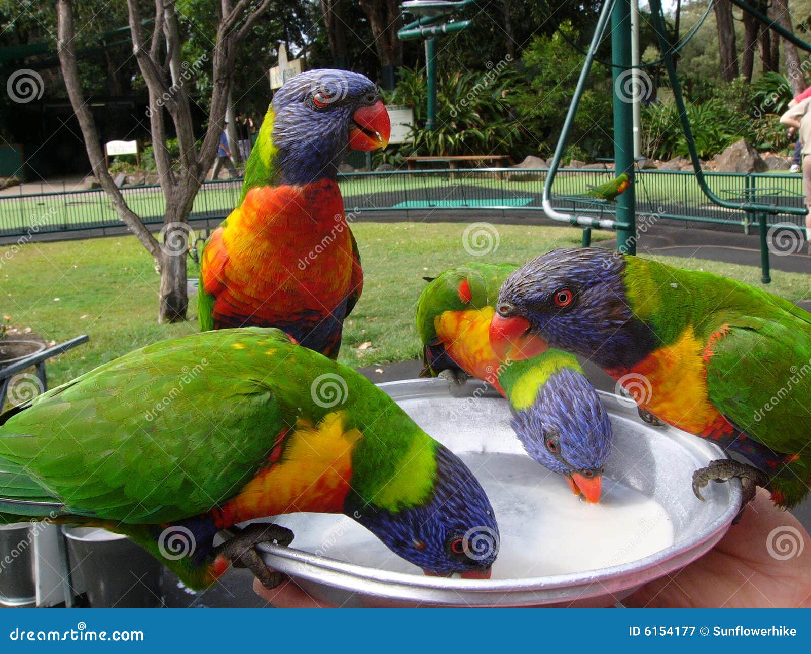 Colourful parrot stock image. Image of prey, detail, color - 6154177