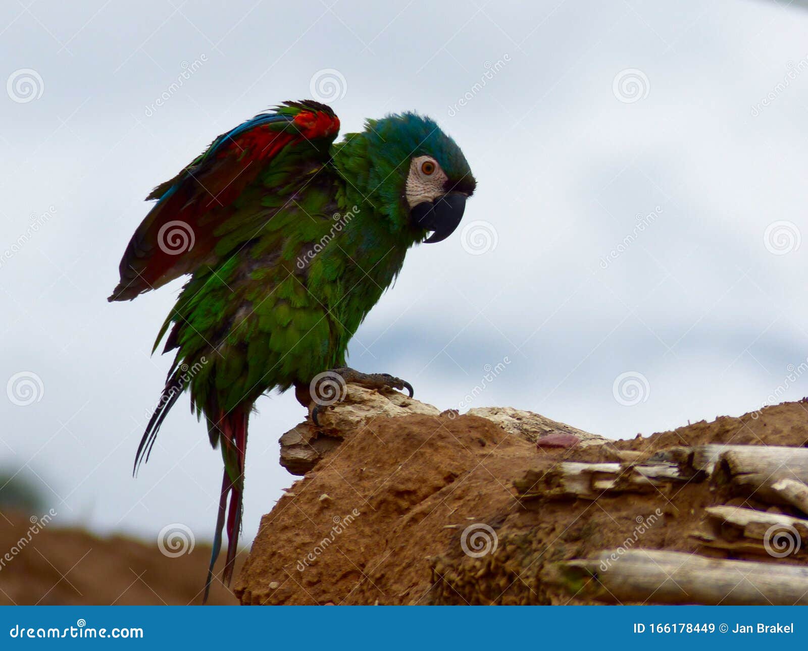 Colourful Parrot in Arani, Bolivia Stock Image - Image of animals ...